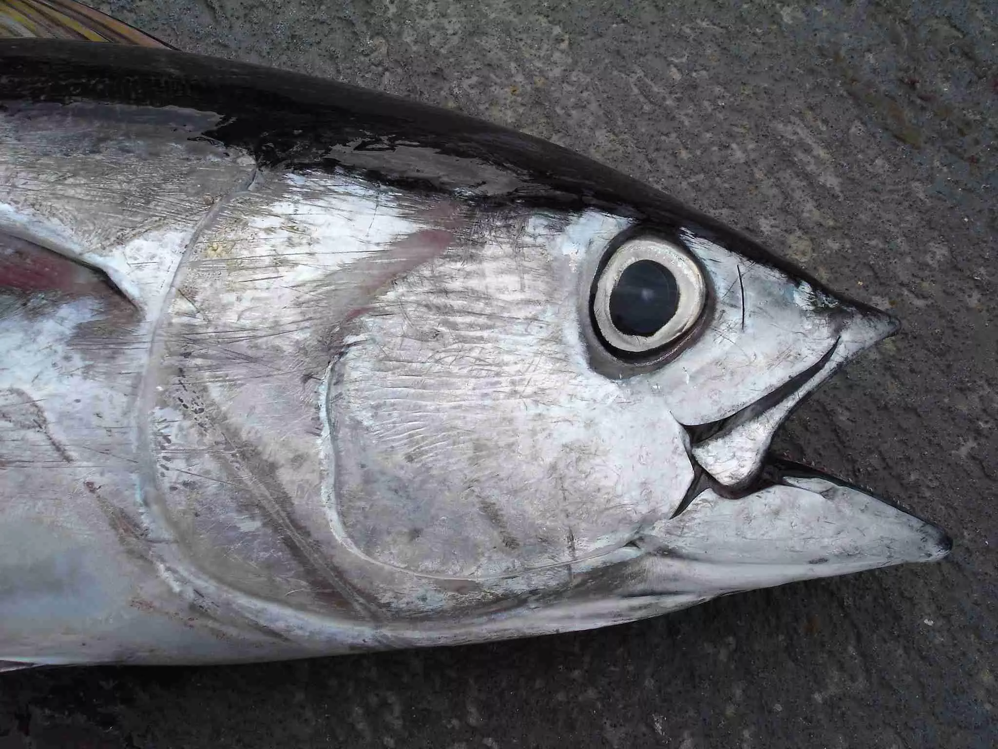 Bigeye Thunfisch aus nächster Nähe