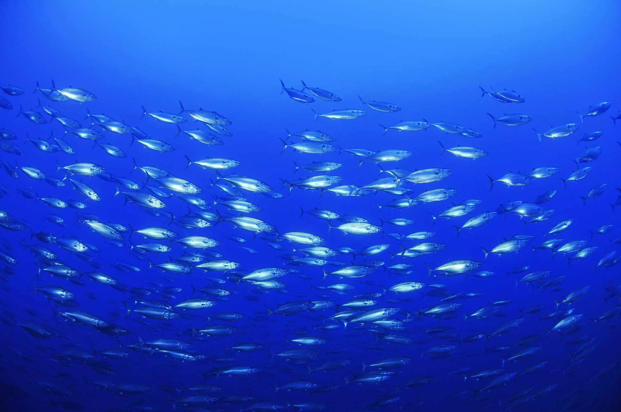 Skipjack Tuna Shoal în Oceanul Atlantic, Portugalia