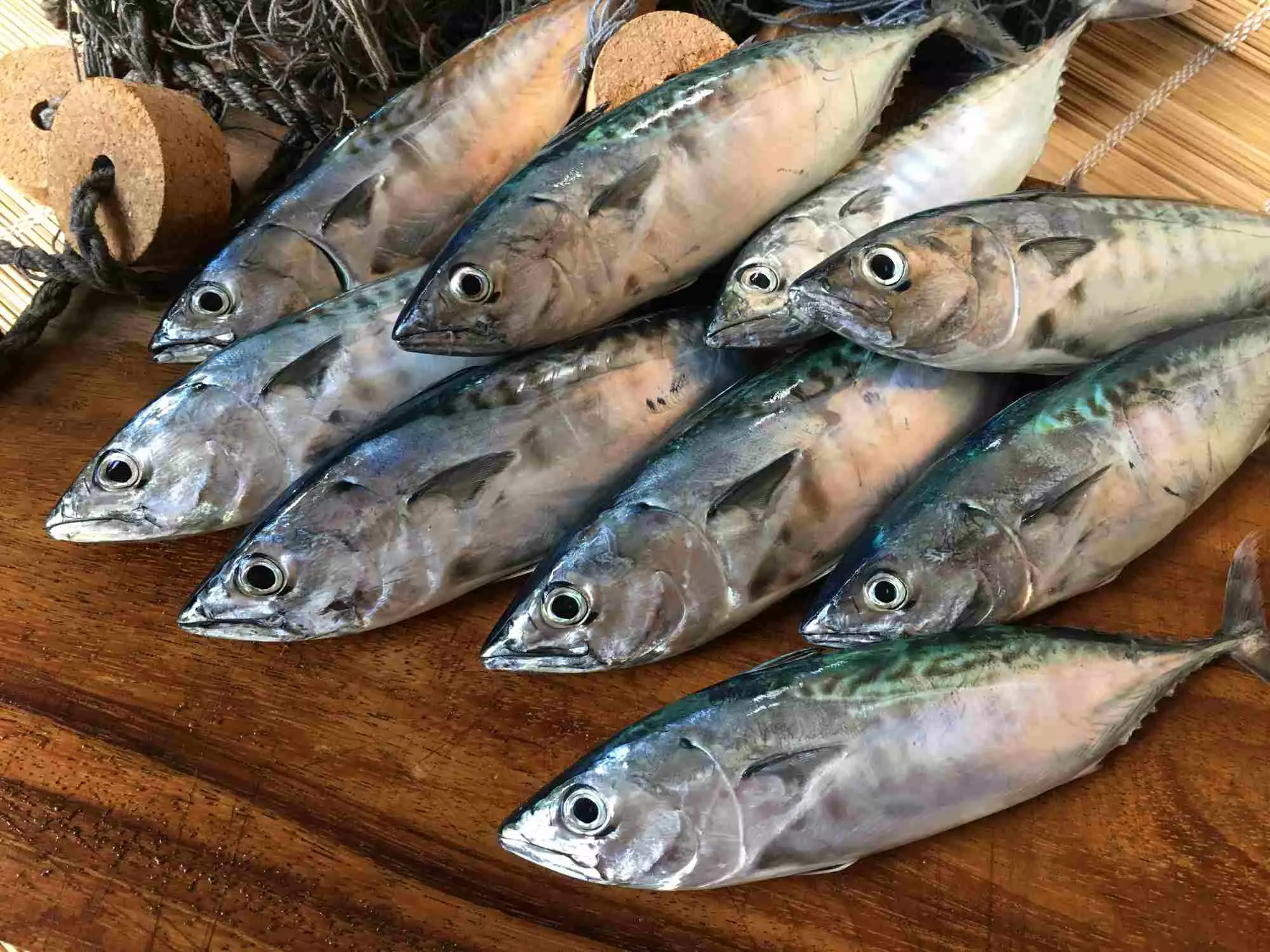 usa ka grupo sa patay nga bakak nga albacore sa usa ka lamesa