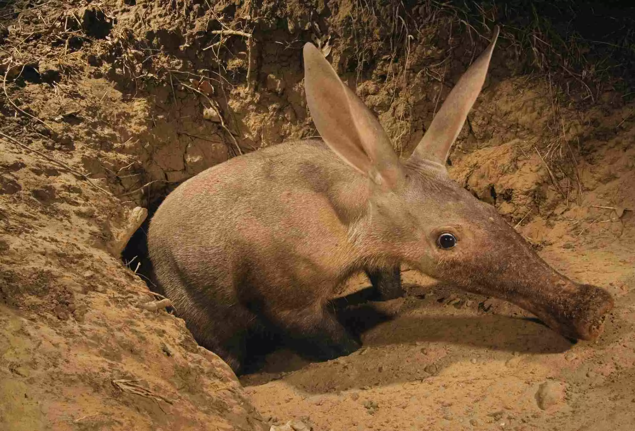 Iz svojega podzemnega doma izstopi aardvark