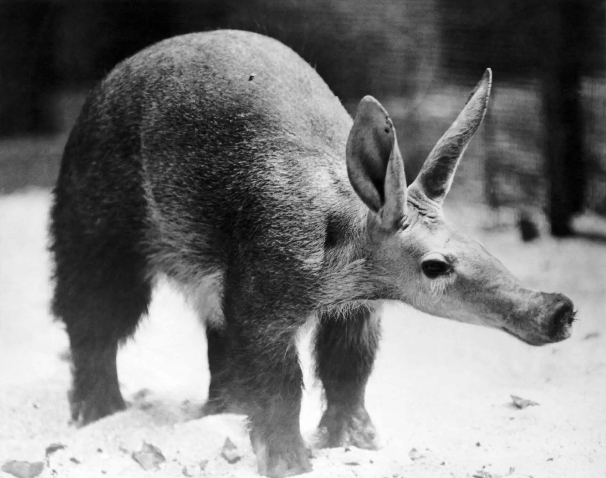 Lähikuva aardvarkista, joka seisoo liassa