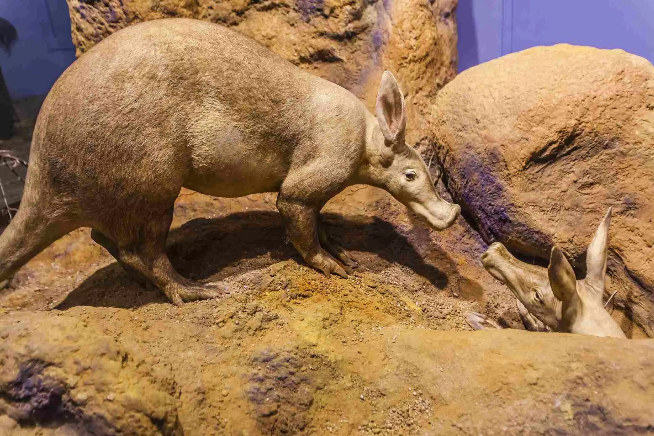 Lua aardvarks latalata i se lua