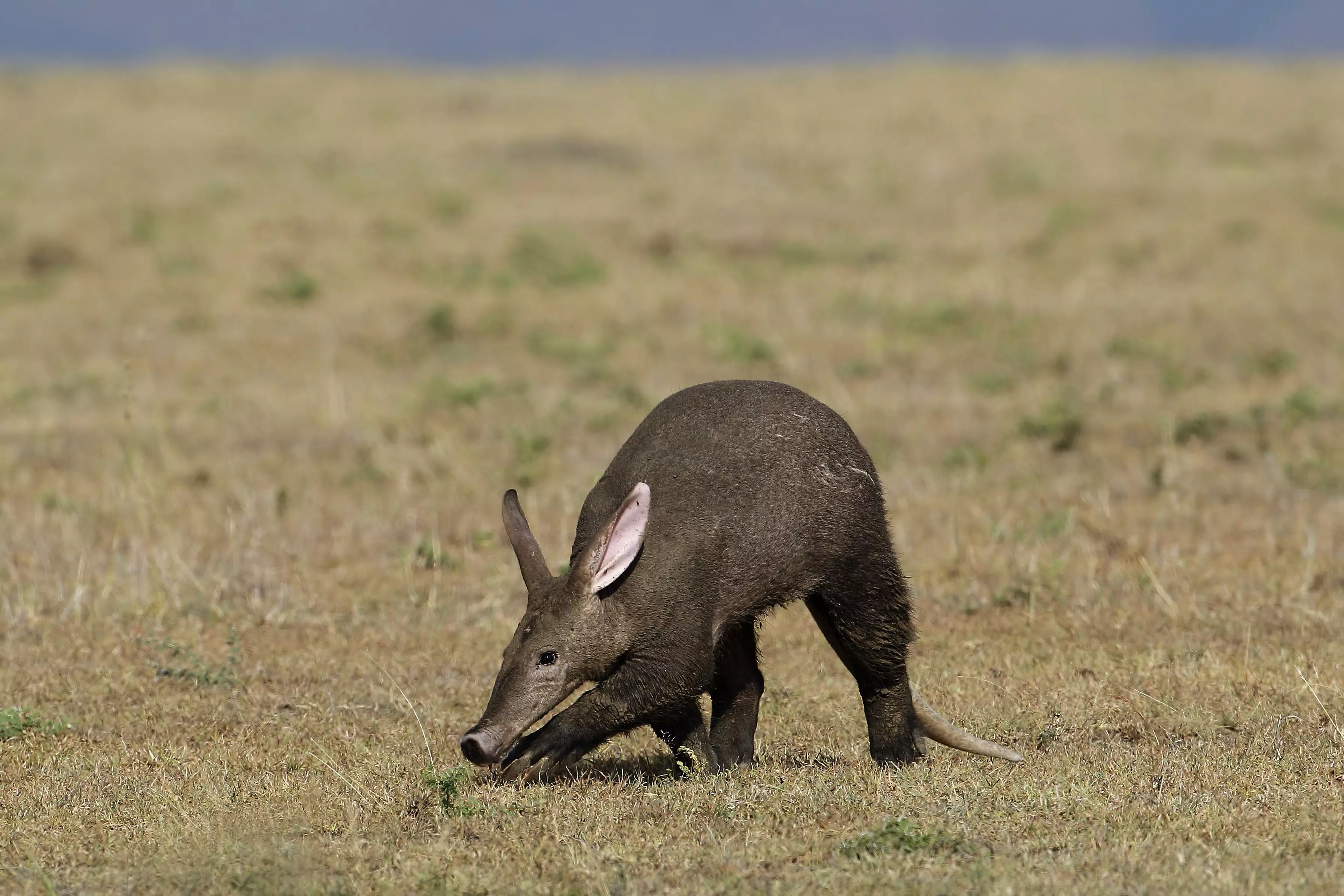 Seorang aardvark berjalan di rumput