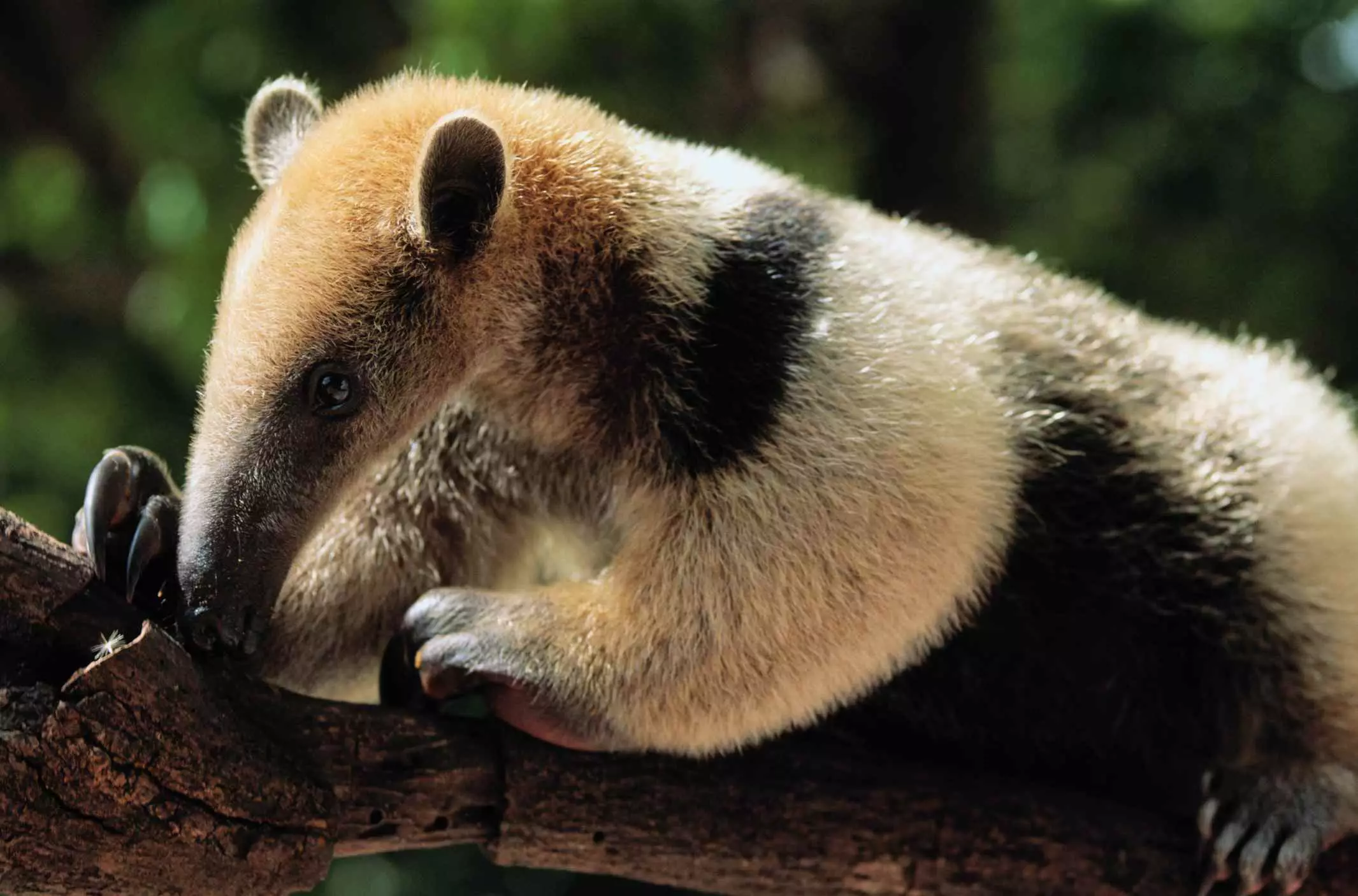 O lo'o nofo le anteater i luga o se ogalaau e su'e meaai