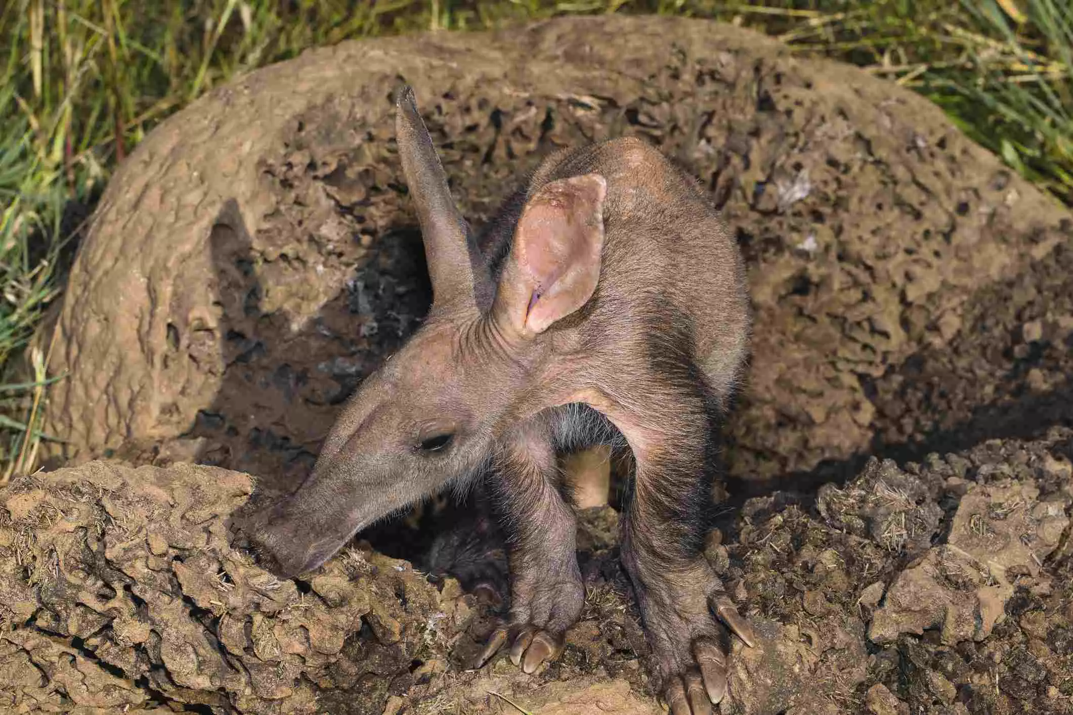 یک aardvark در حال بررسی یک تپه موریانه برای وعده غذایی بعدی خود است