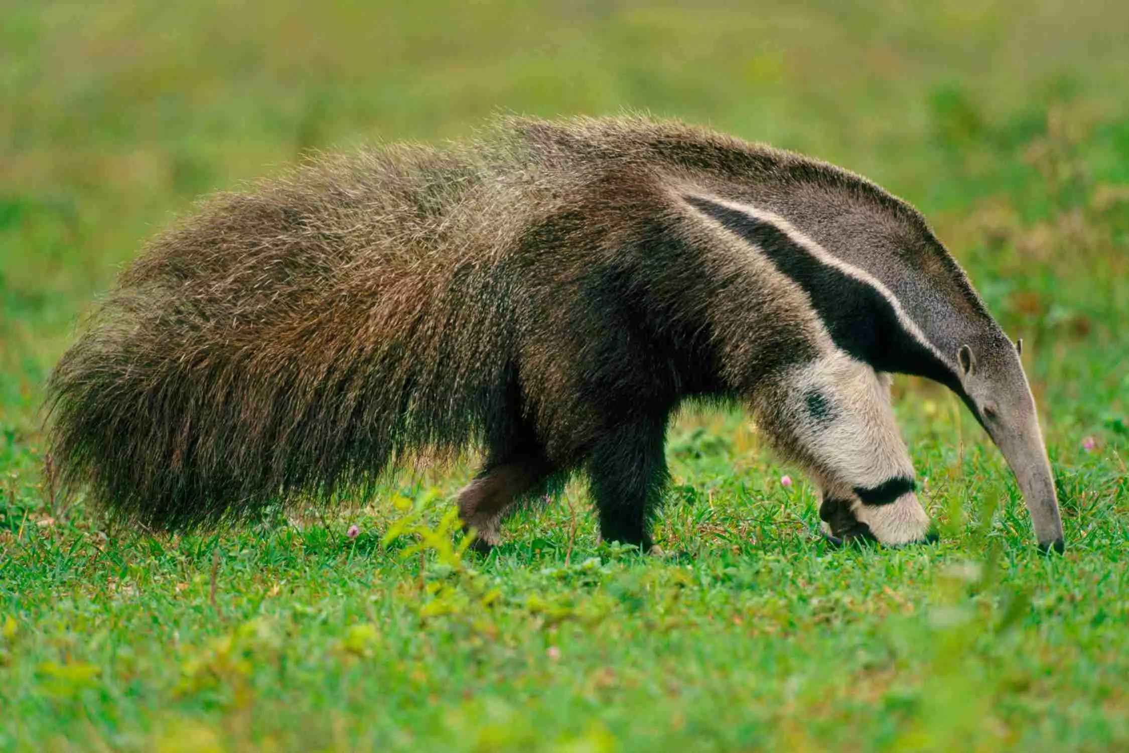 Wata katuwar anteater tana kiwo a cikin ciyawa