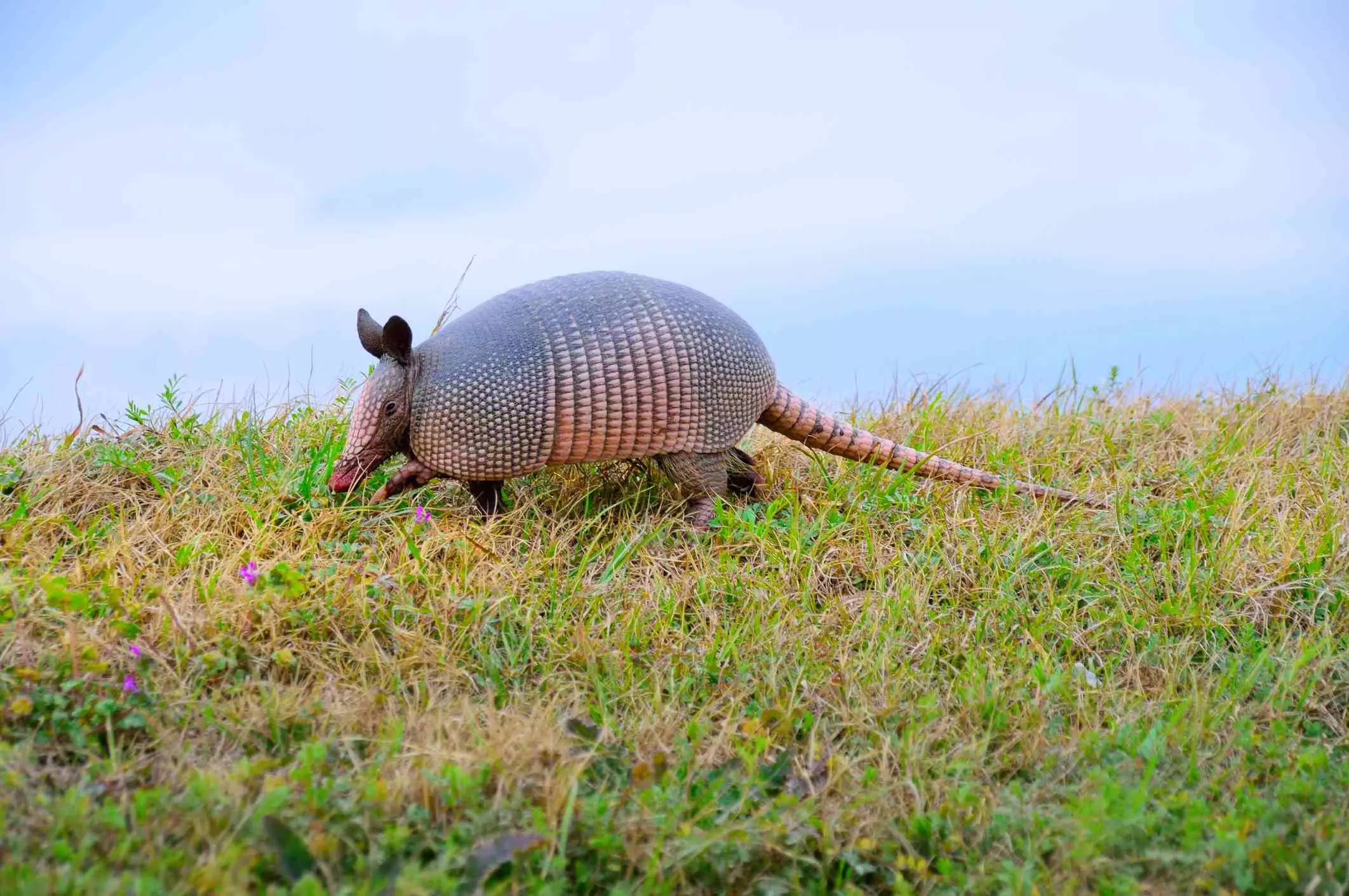 Yhdeksännauhainen armadillo