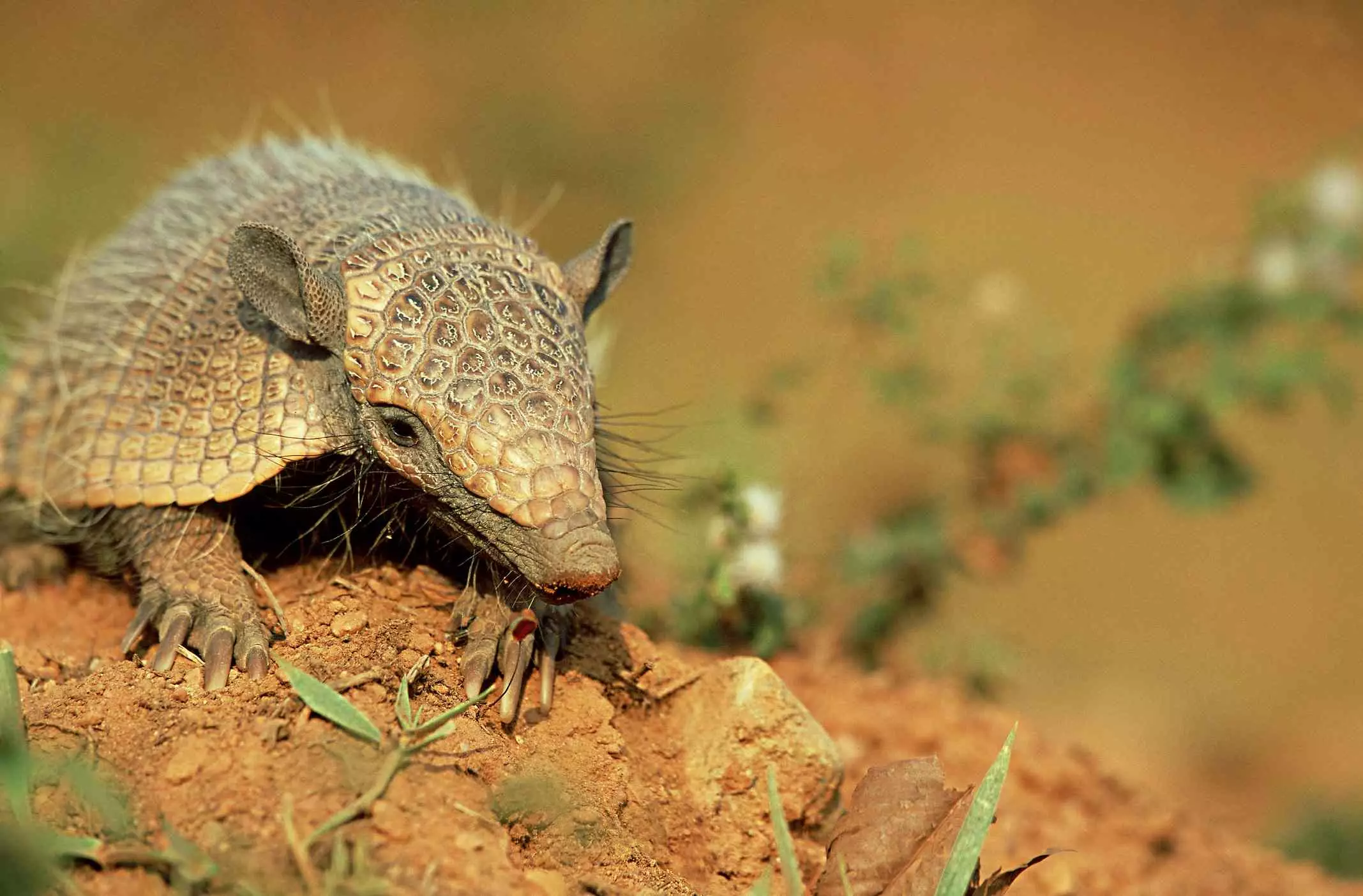 žuti armadillo iz Brazila