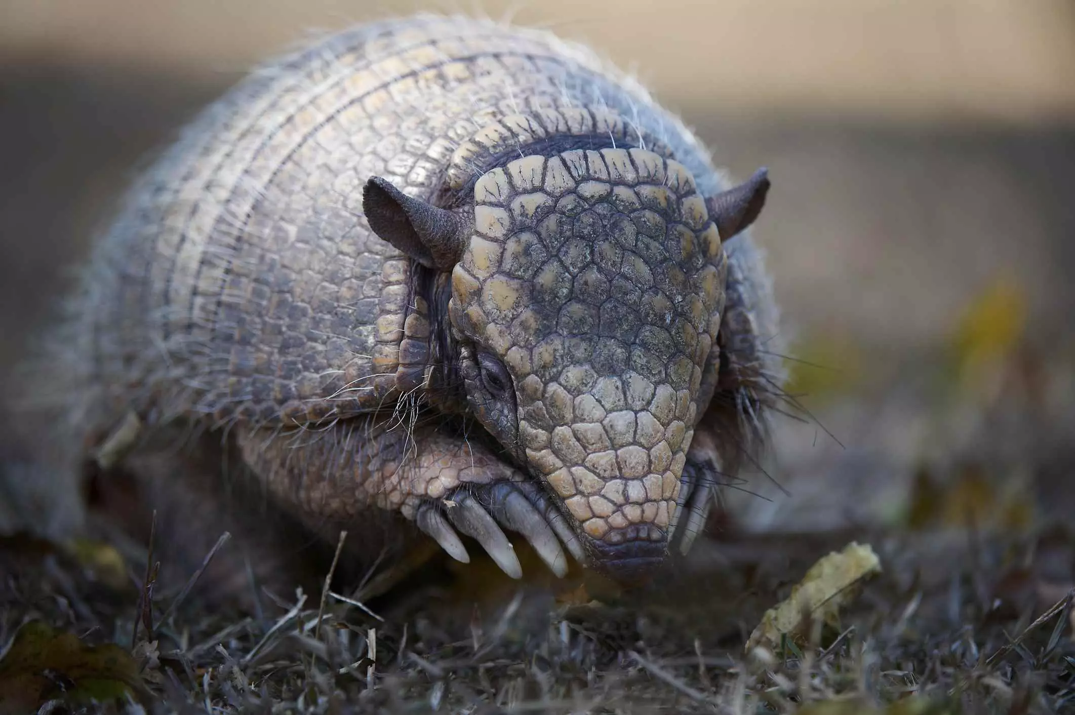 Eng Zoumaache vun engem Armadillo prett fir Iessen ze graven ass laang Klauen