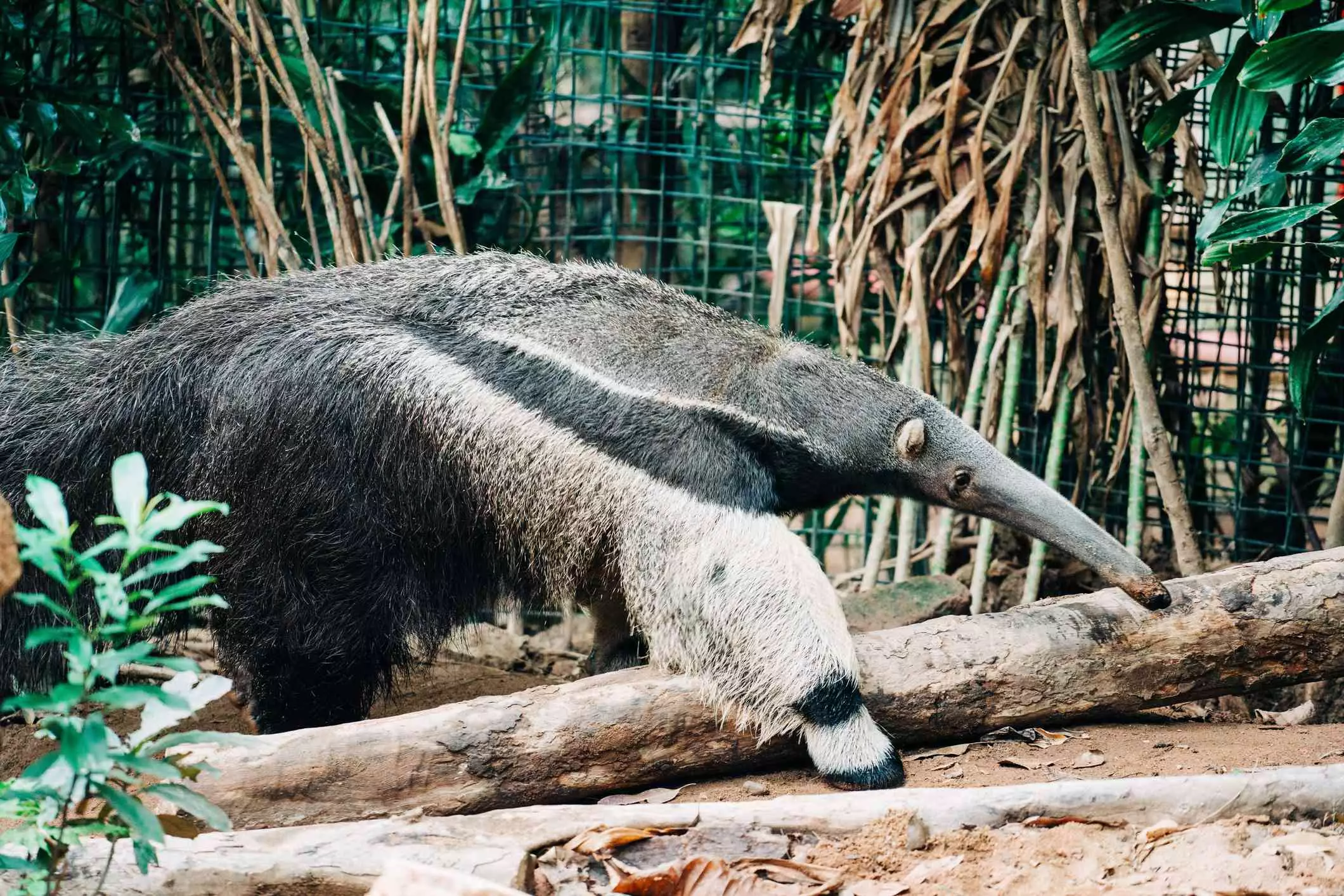 Mravčiar v zoologickej záhrade