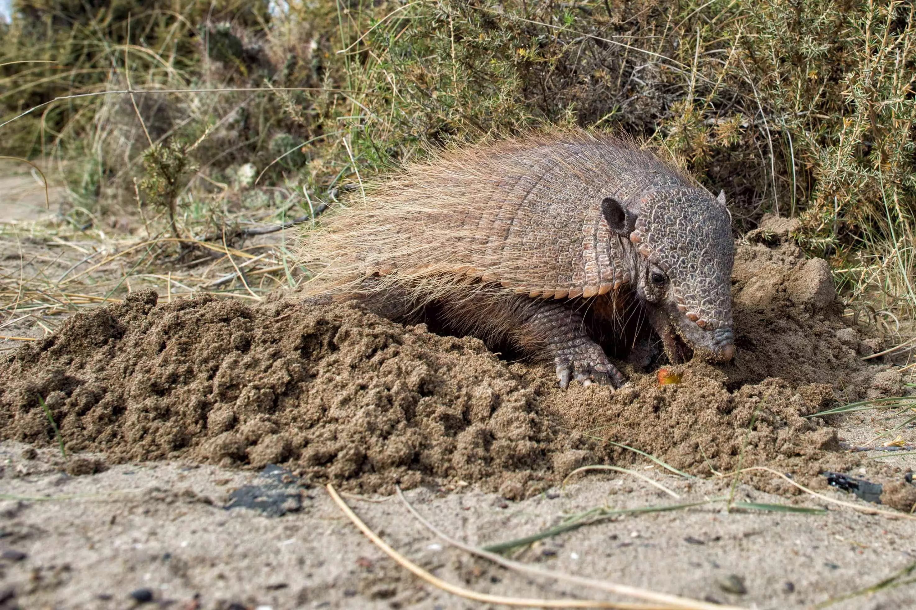 Armadillo kaivamassa