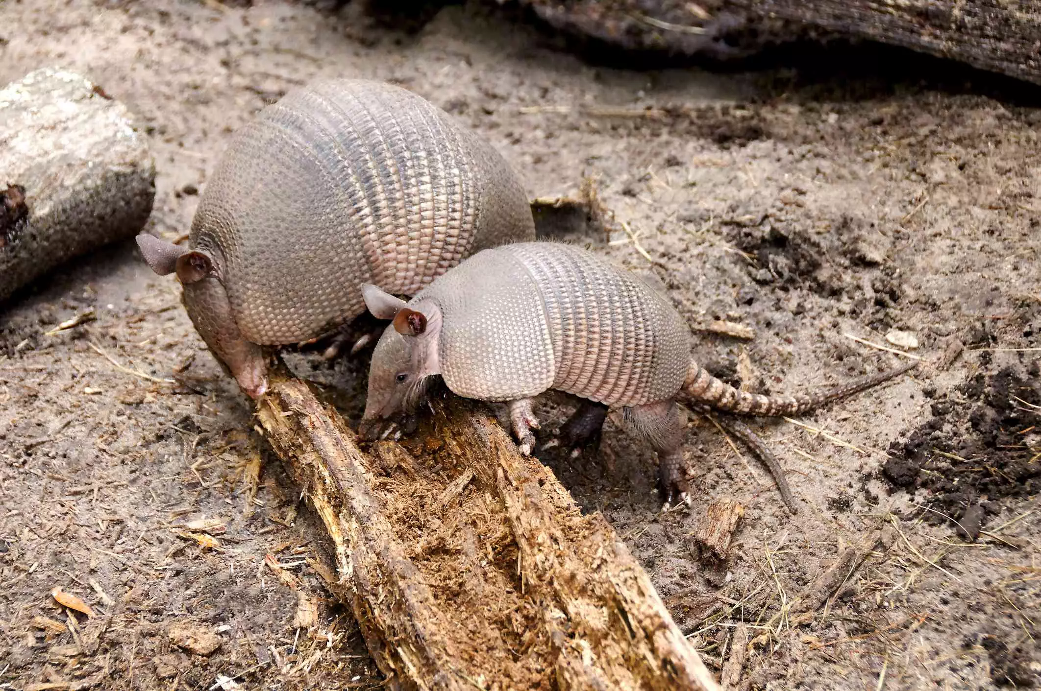 Äiti armadillo ja hänen vauvansa etsimässä vikoja tukissa