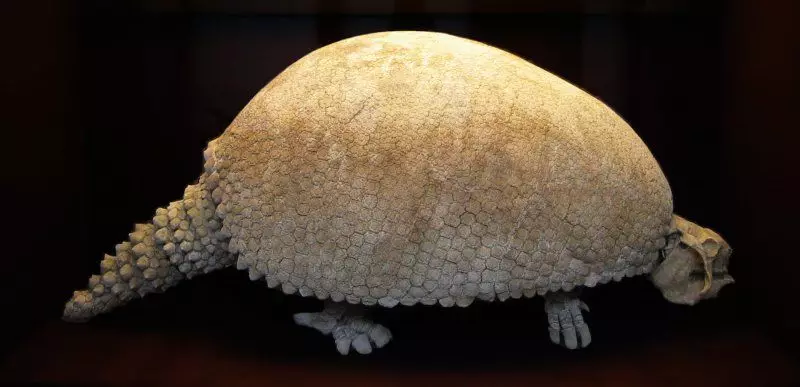 Glyptodon نىڭ تاش قاتمىسى