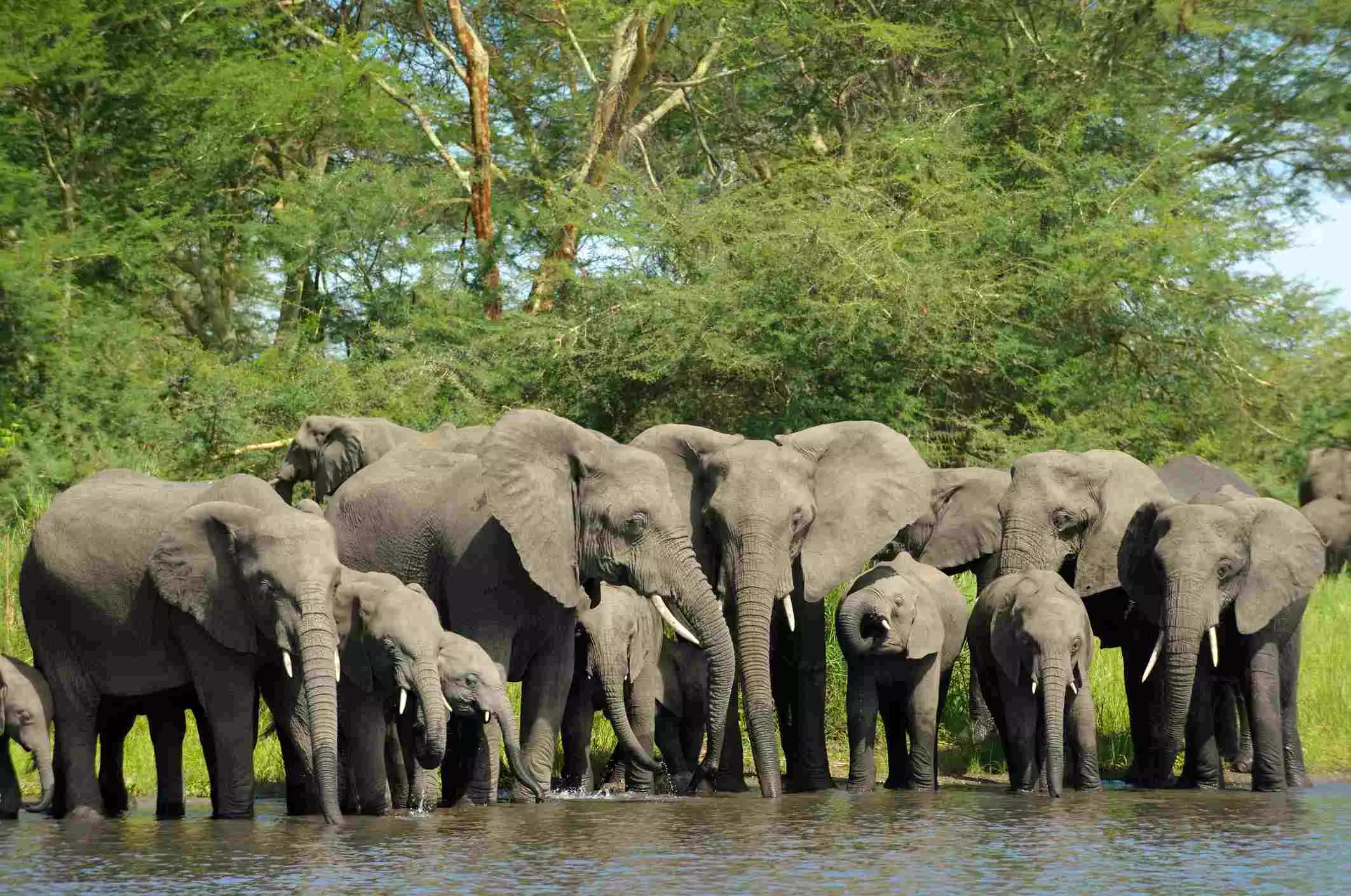 gerombolan gajah