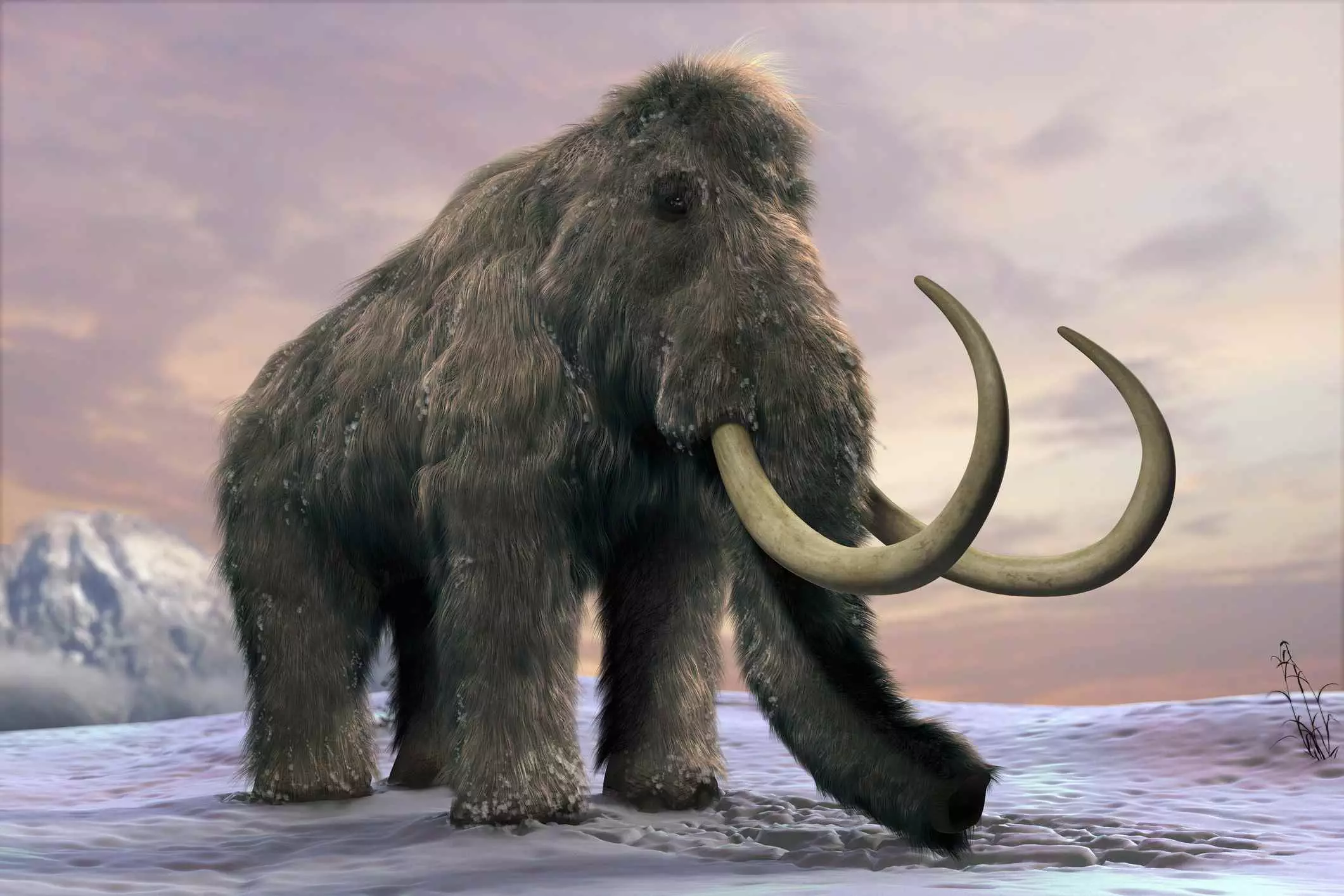 mammut