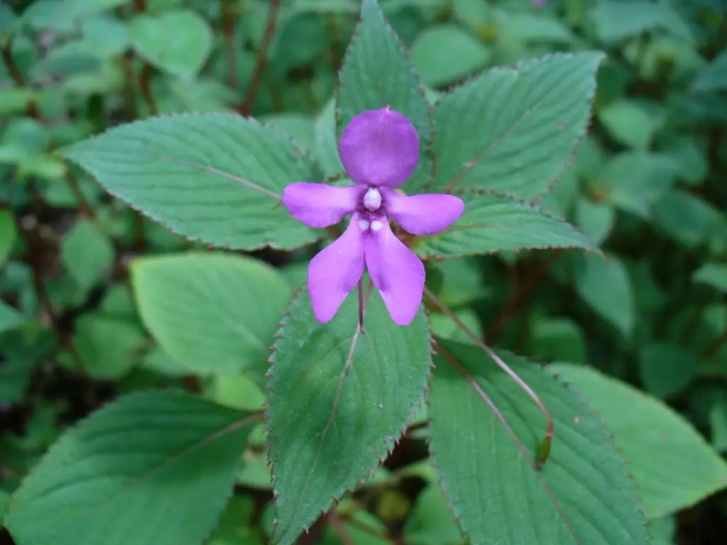 Impatiens