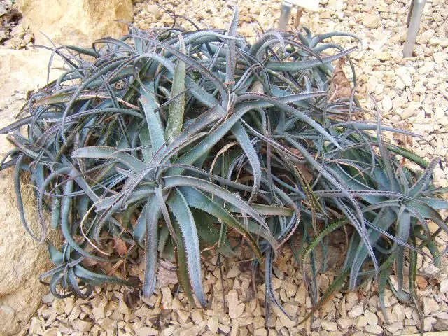 Aloe