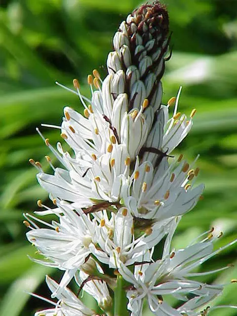 I-asphodel