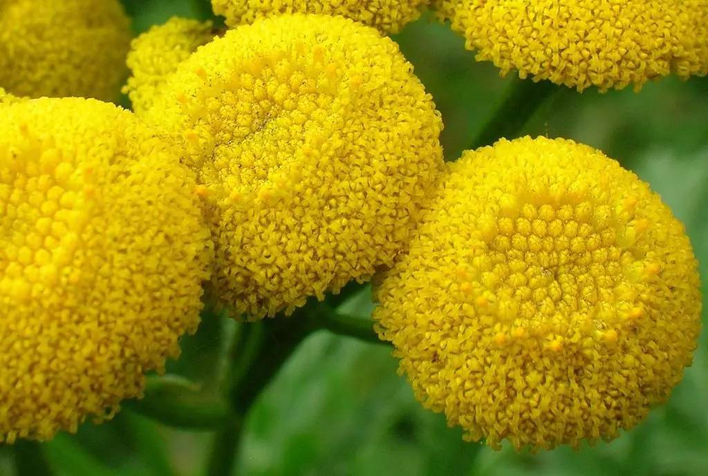 Tansy