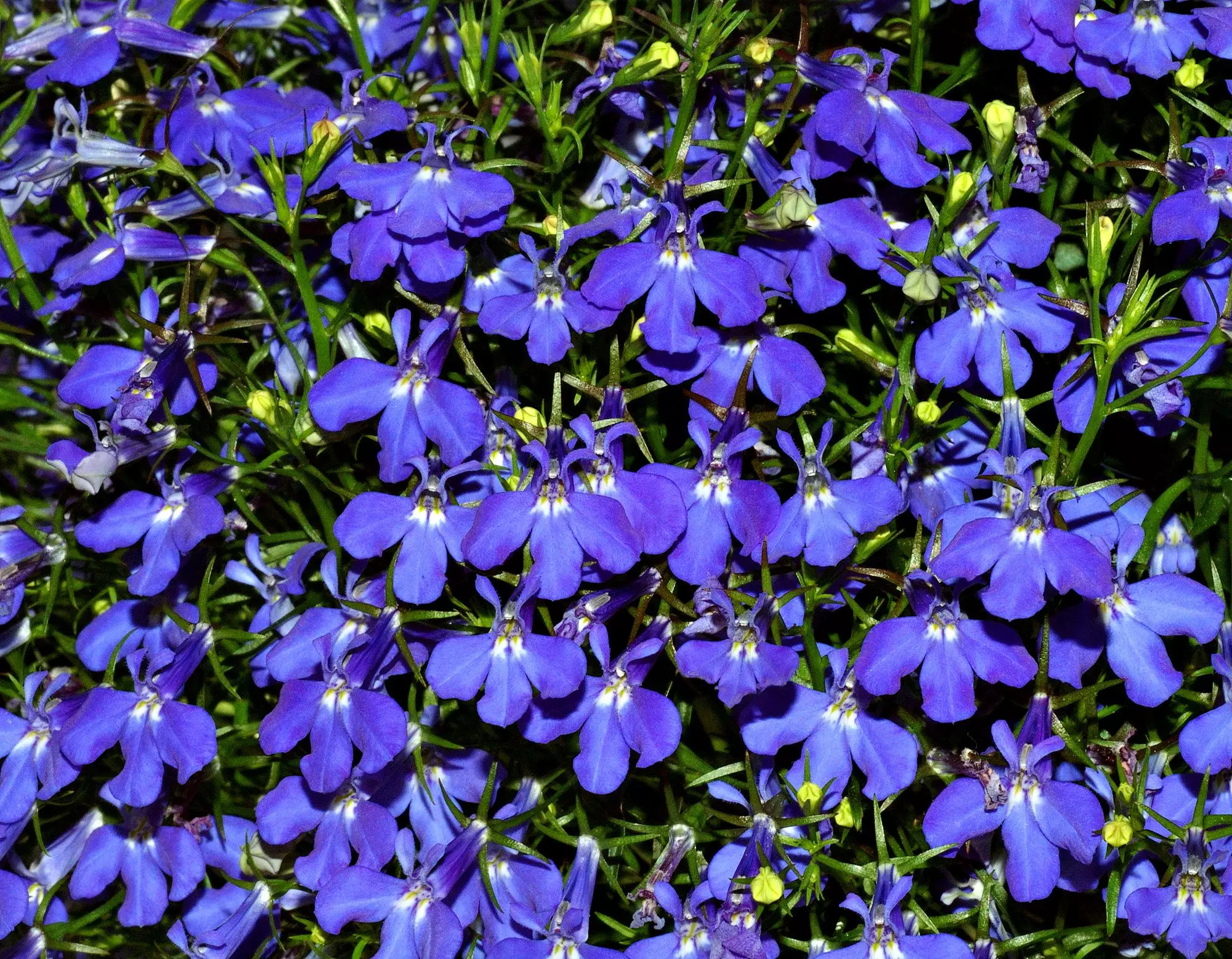 I-Lobelia