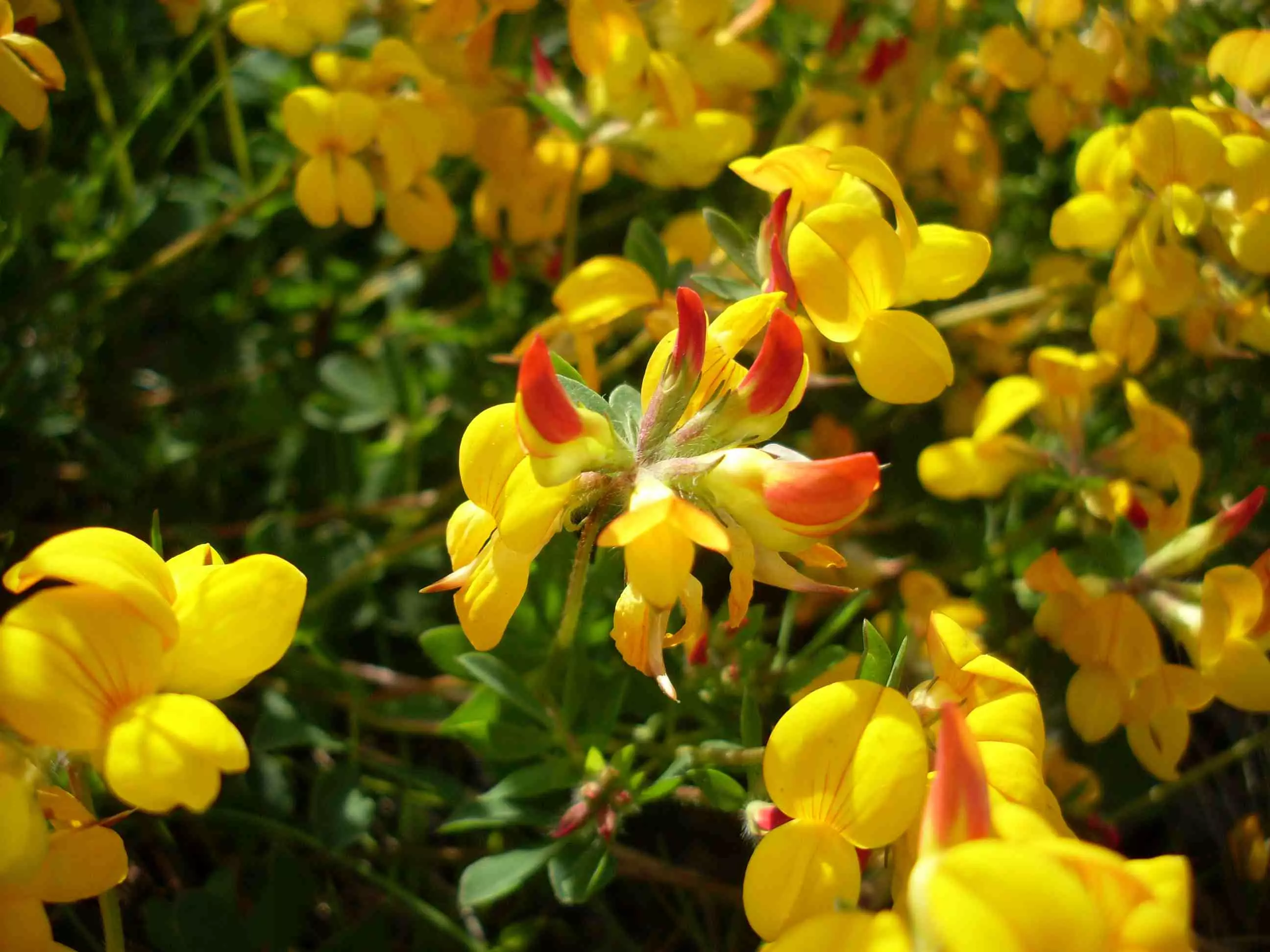 Quş Ayağı Trefoil