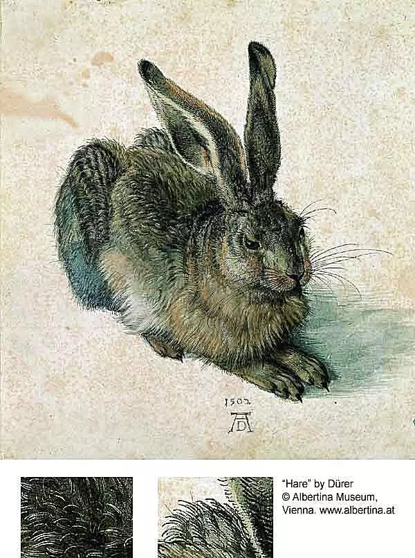 খরগোশ বা খরগোশ - Albrecht Dürer