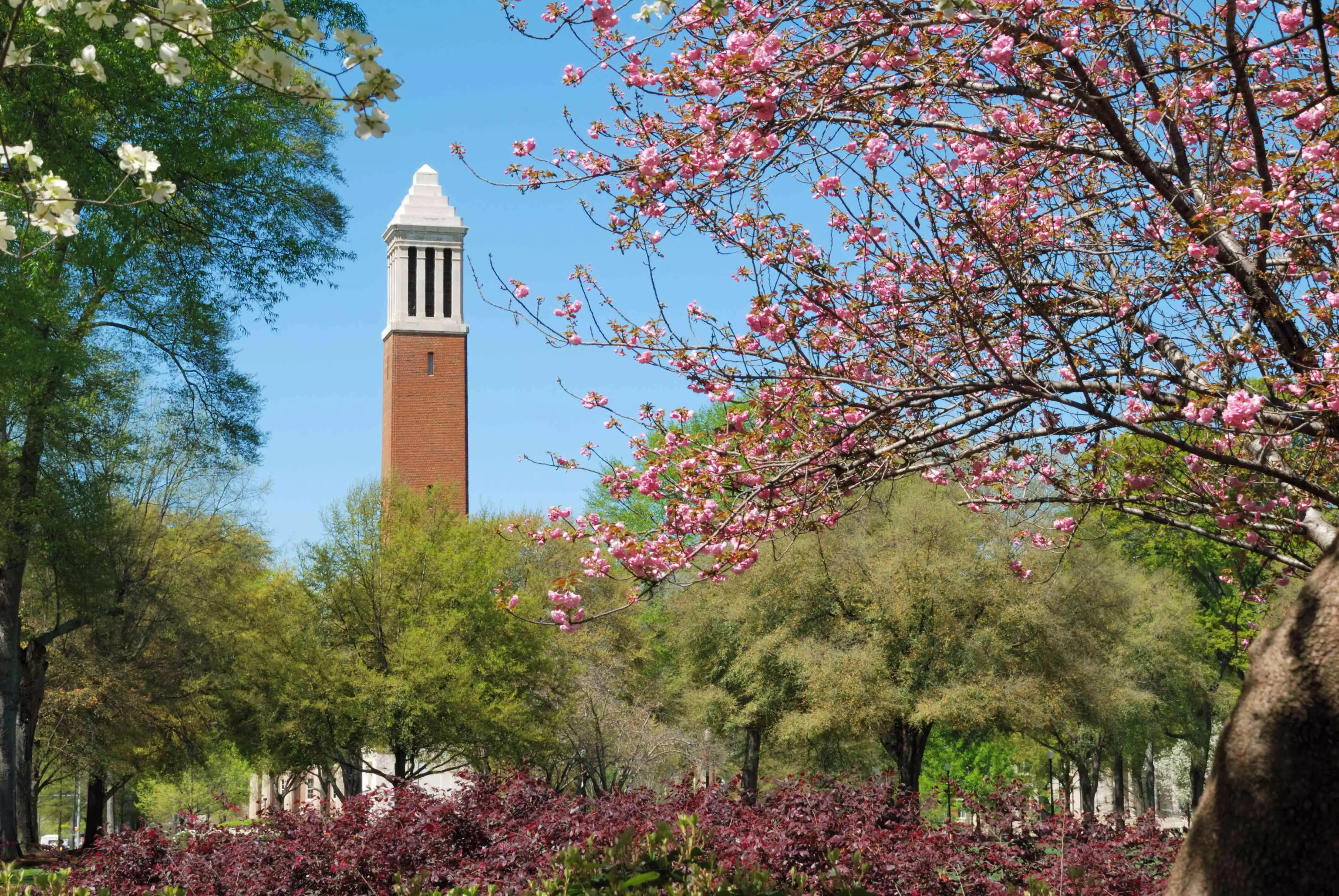 Алабамагийн их сургуулийн кампус хавар цэцэглэж буй модоор хүрээлэгдсэн
