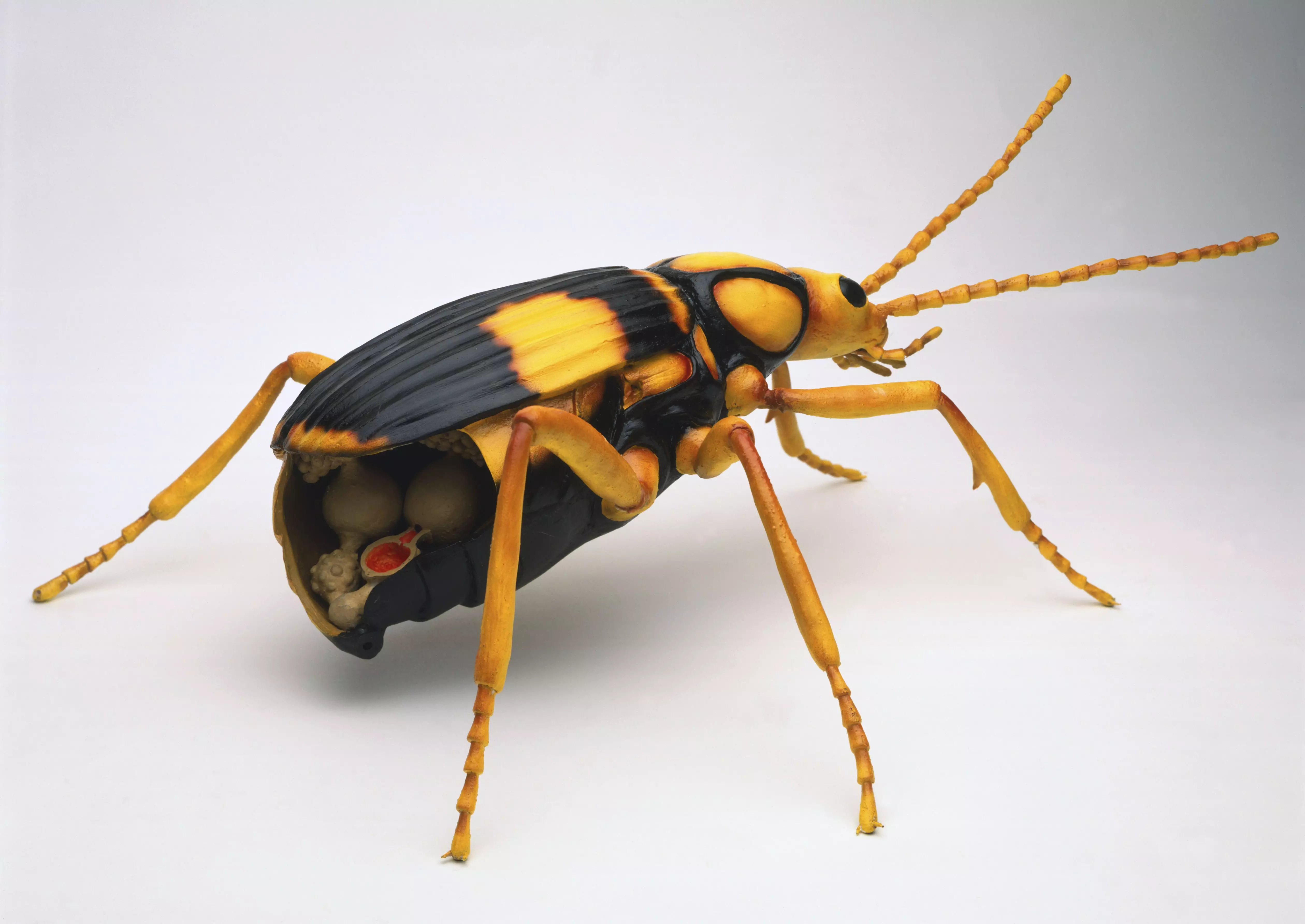 黑色和黃色龐巴迪甲蟲模型，黃色腿，橫截面顯示毒腺和儲液罐，爆炸室充滿紅色液體和單向閥。