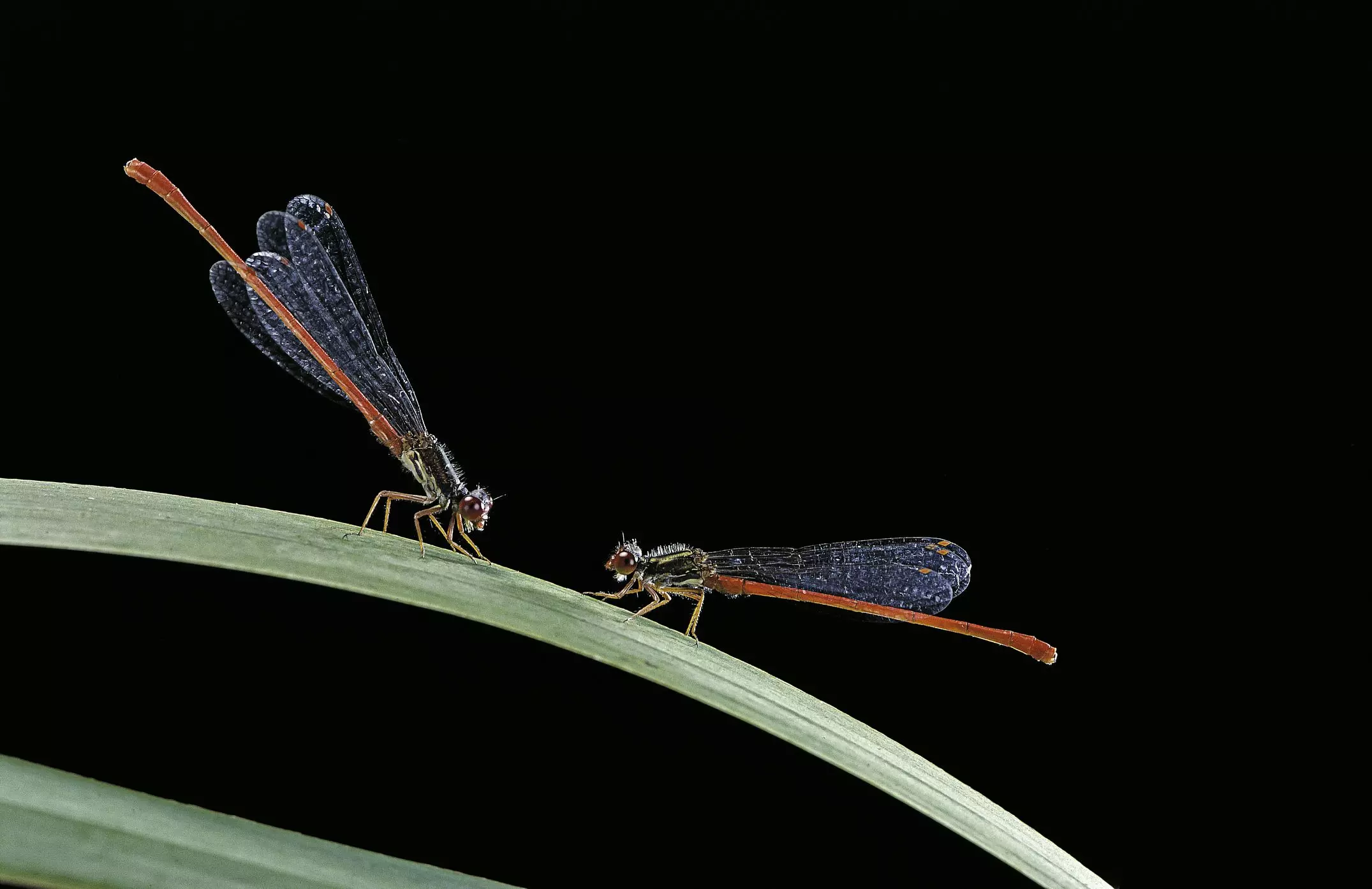 Zbuloni insektet më të vogla në botë
