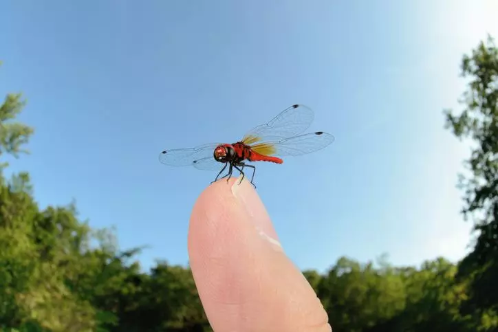 Відкрийте для себе найменші комахи світу 55_3