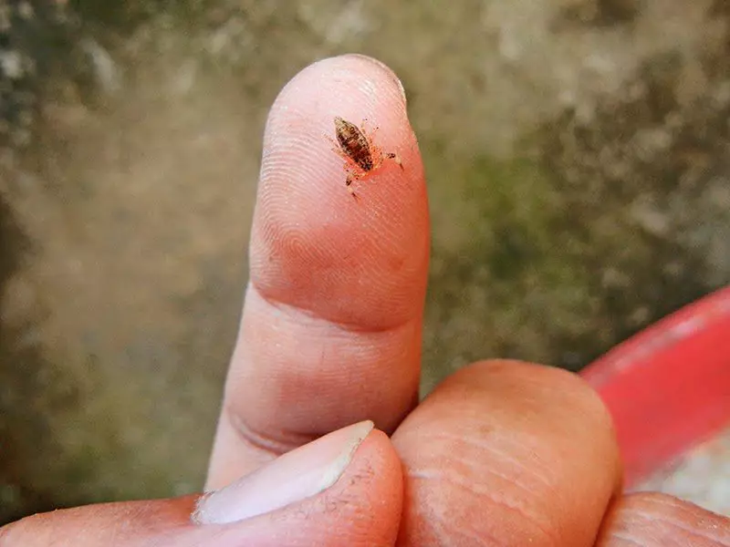 Відкрийте для себе найменші комахи світу 55_6