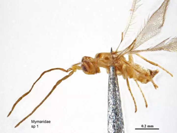 Objevte nejmenší hmyz na světě 55_9