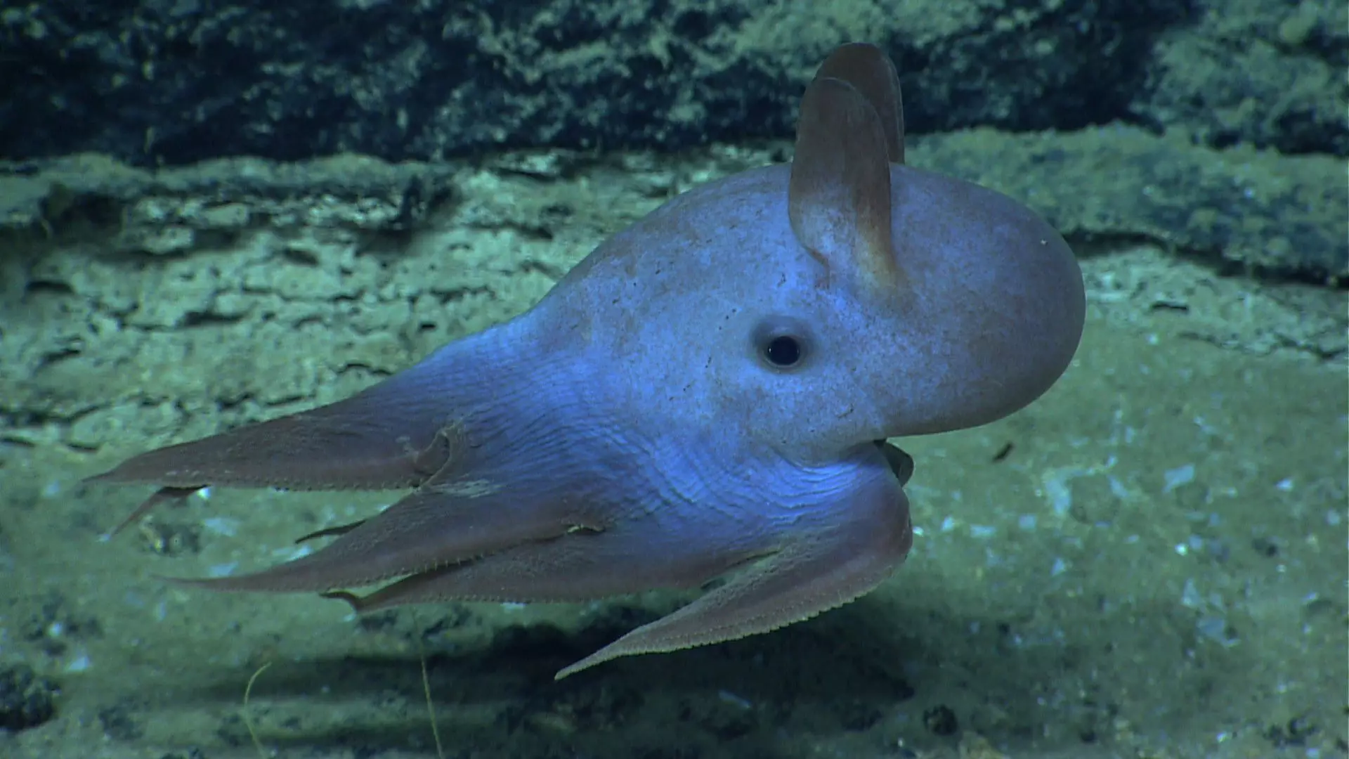 ទាំងអស់អំពី Grimpoteuthis, Dumbo Octopus