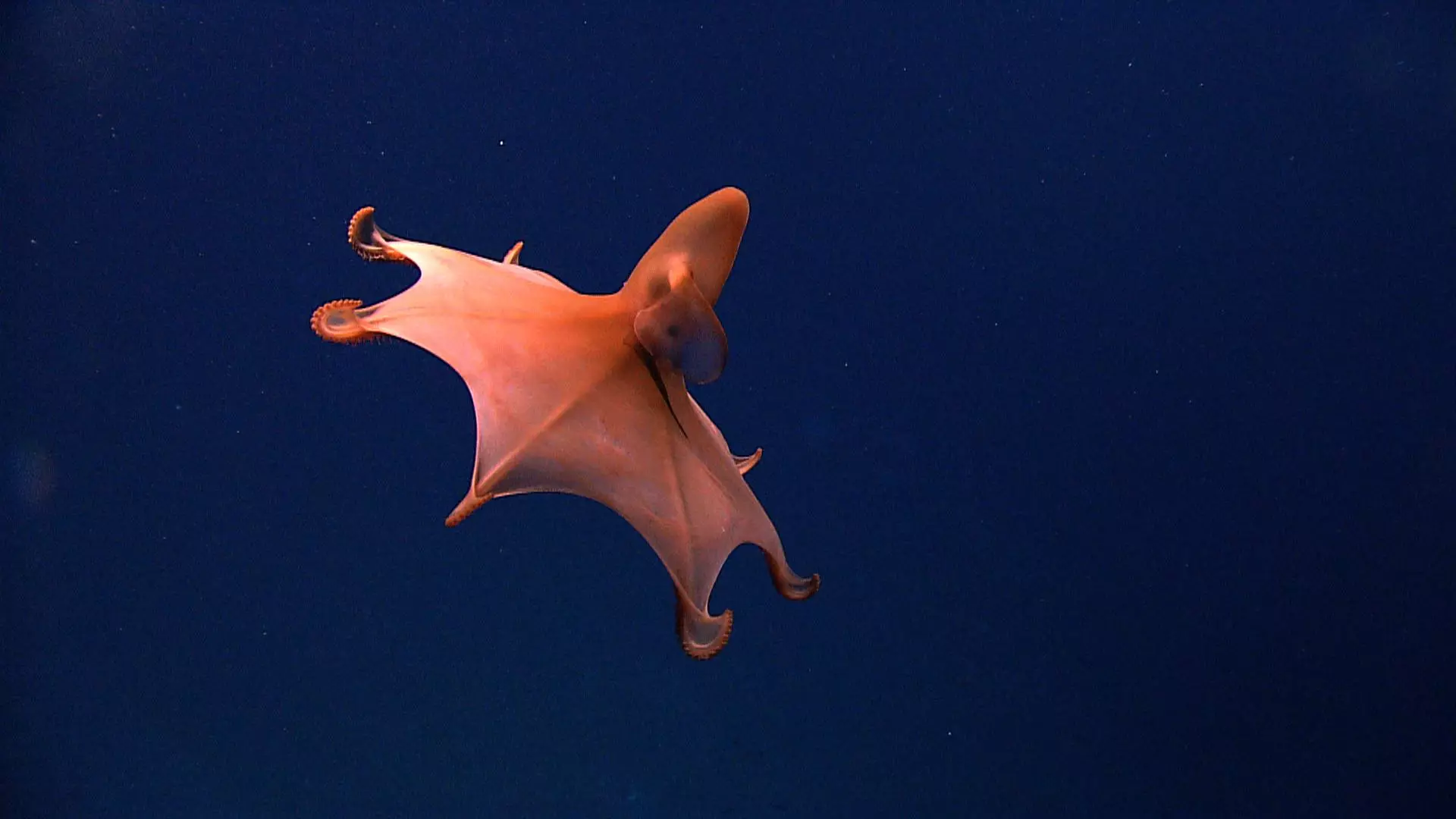 Октоподът Дъмбо плува под водата и се разпростира като чадър.