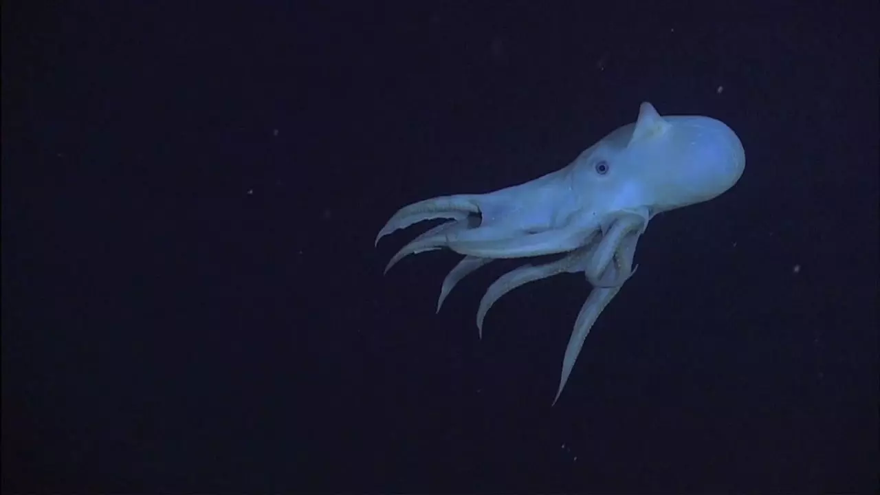 Дъмбо октопод дълбоко под водата.