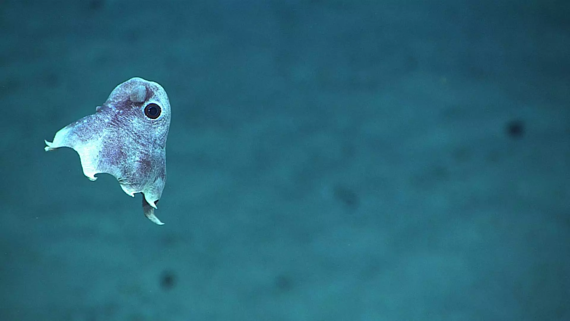 Baby dumbo octopus swimme ûnder wetter.