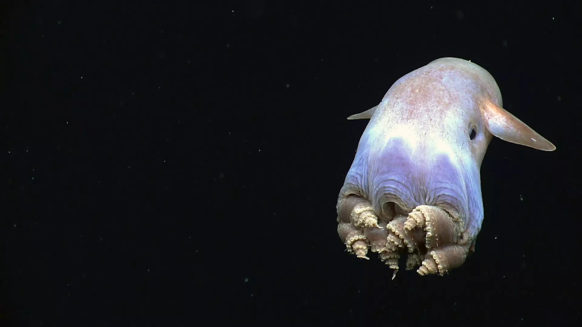 Октопод Дъмбо, както се вижда под водата.