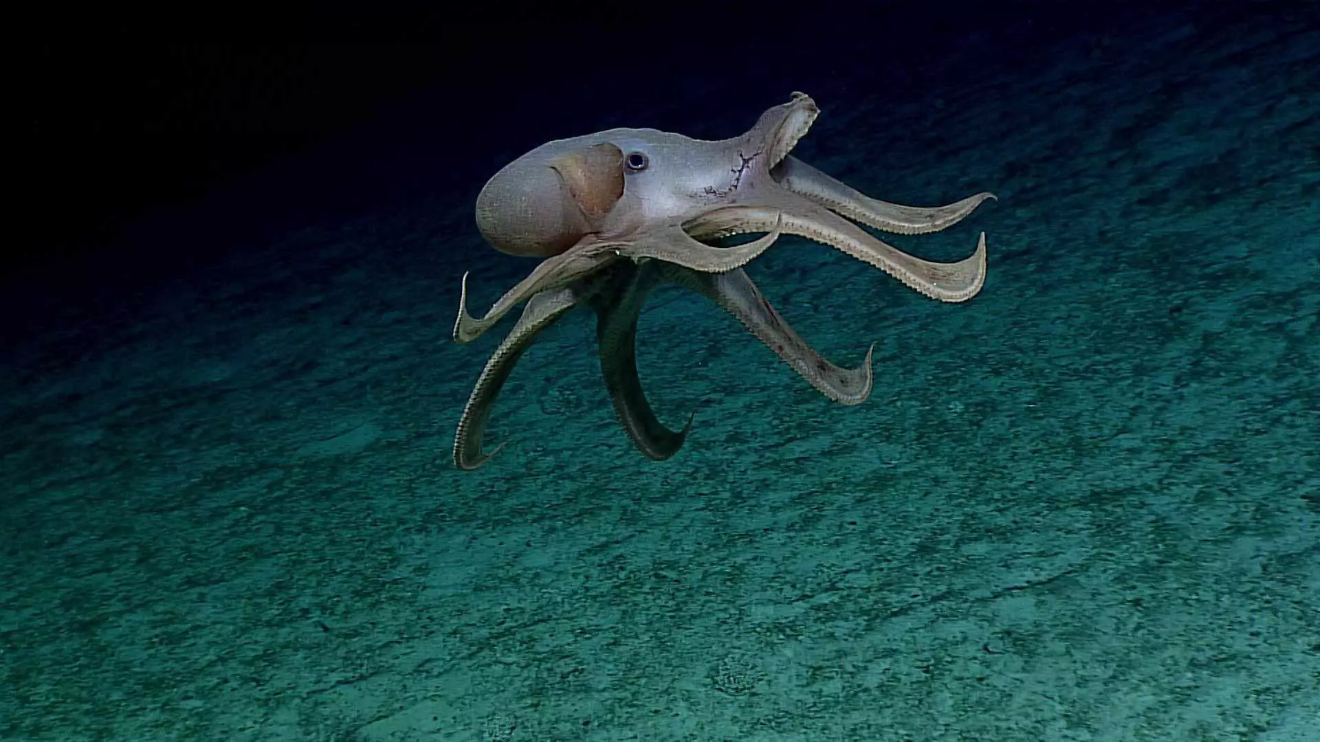 ડમ્બો ઓક્ટોપસ પાણીની નીચે સ્વિમિંગ કરે છે.