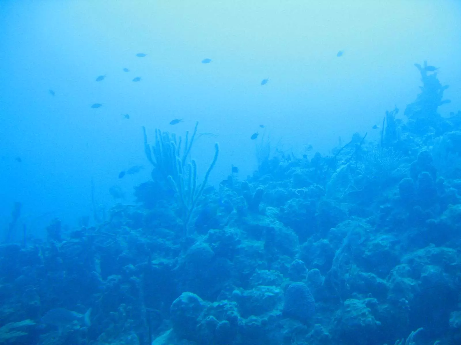 קרקעית האוקיינוס כפי שנראית מתחת למים.