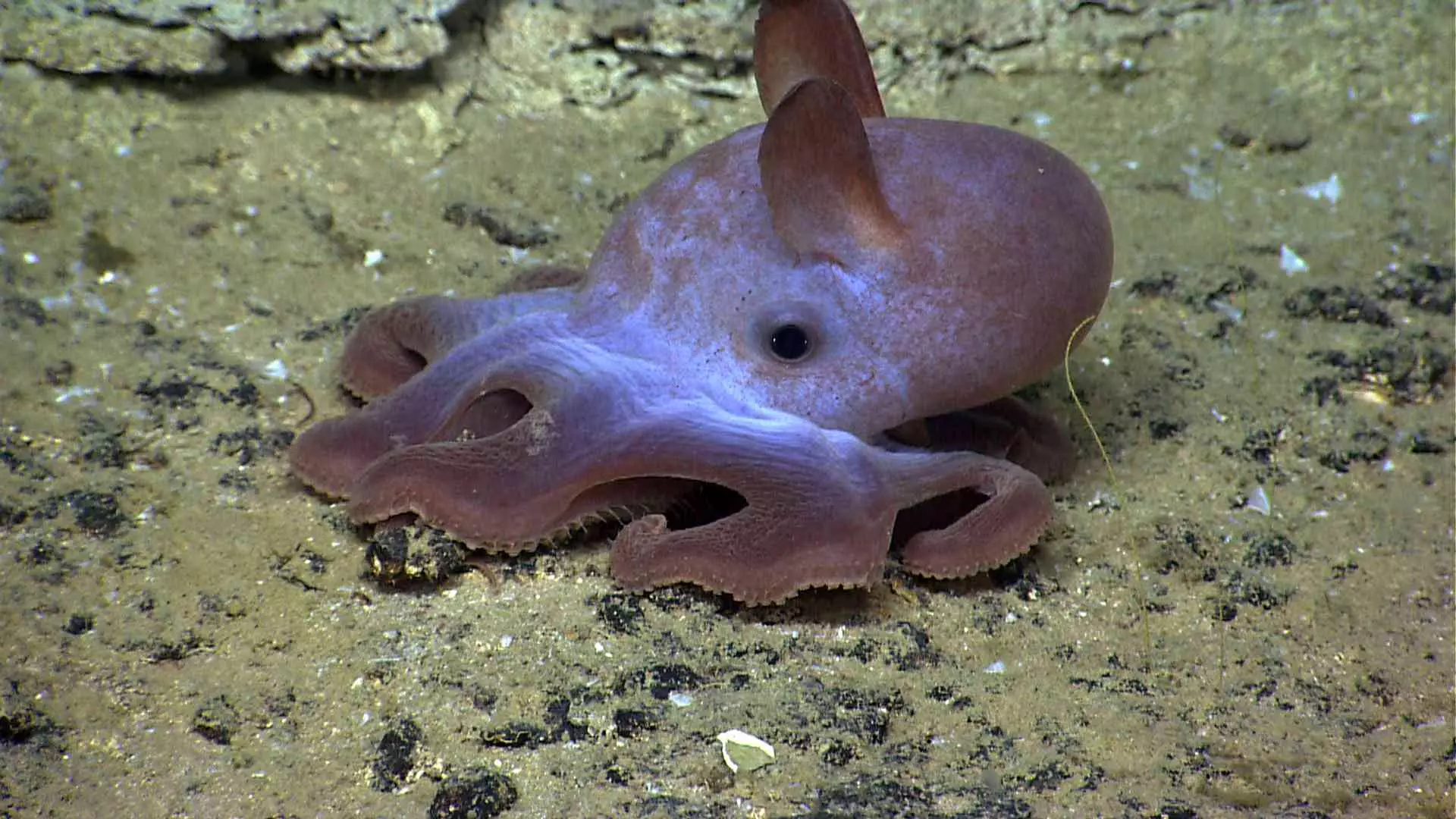 In dumbo octopus op 'e oseaanflier.