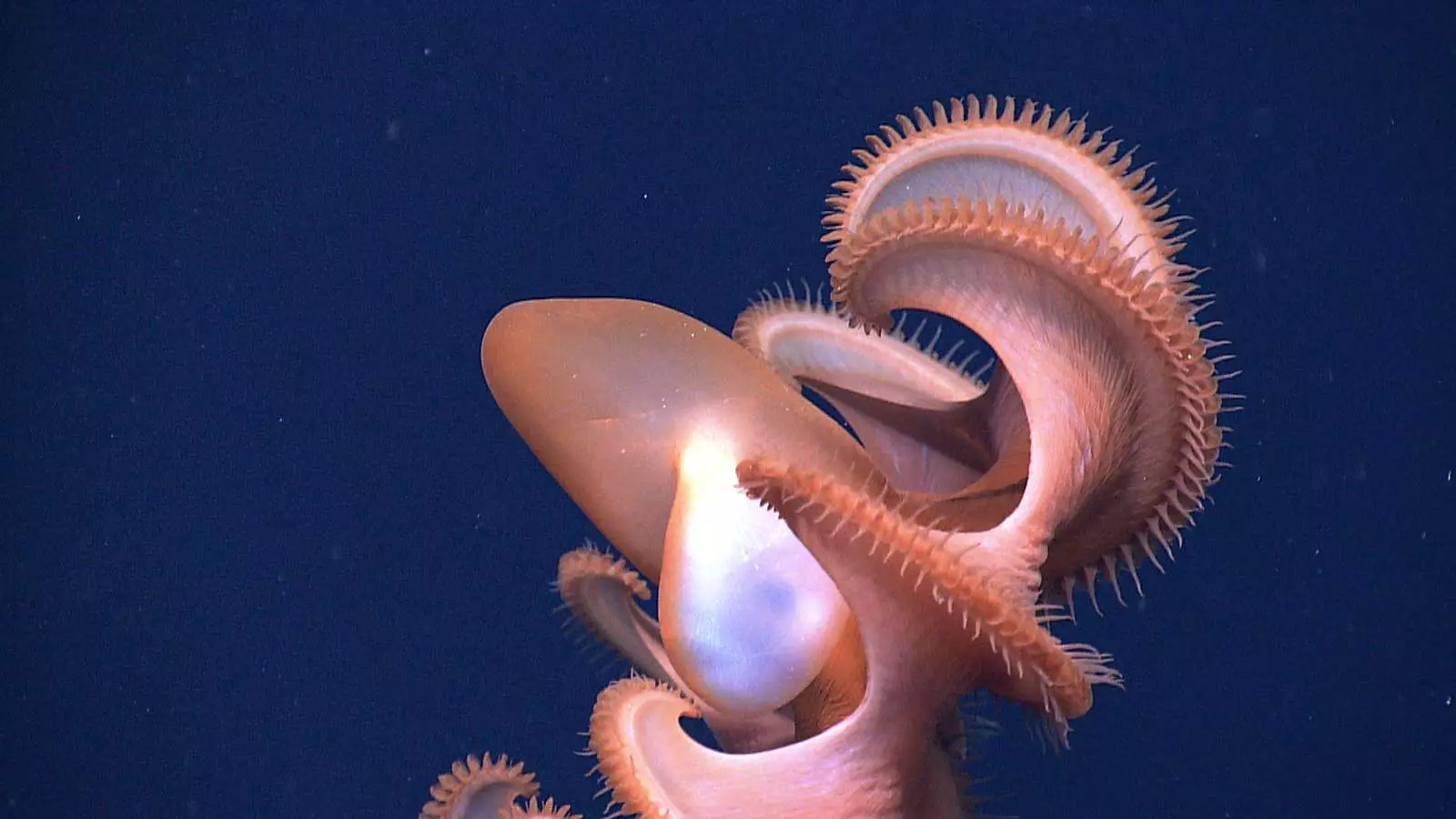 Дъмбо октопод, показващ долната страна на пипалата си.
