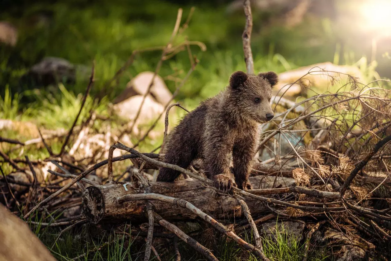 Bare vs. Bear: Cách chọn từ đúng