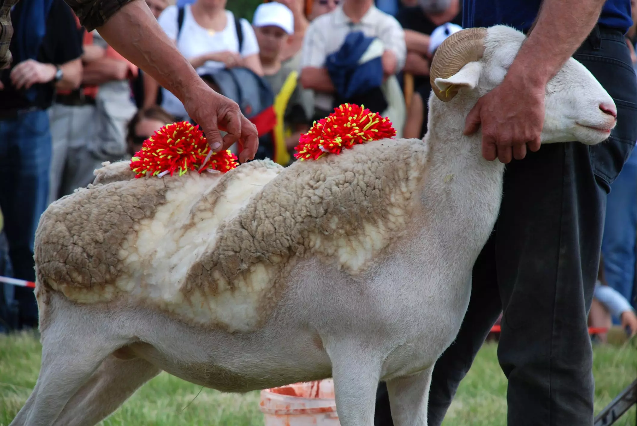 Shear vs. Sheer: Fa'afefea ona Filifili le Upu Sa'o