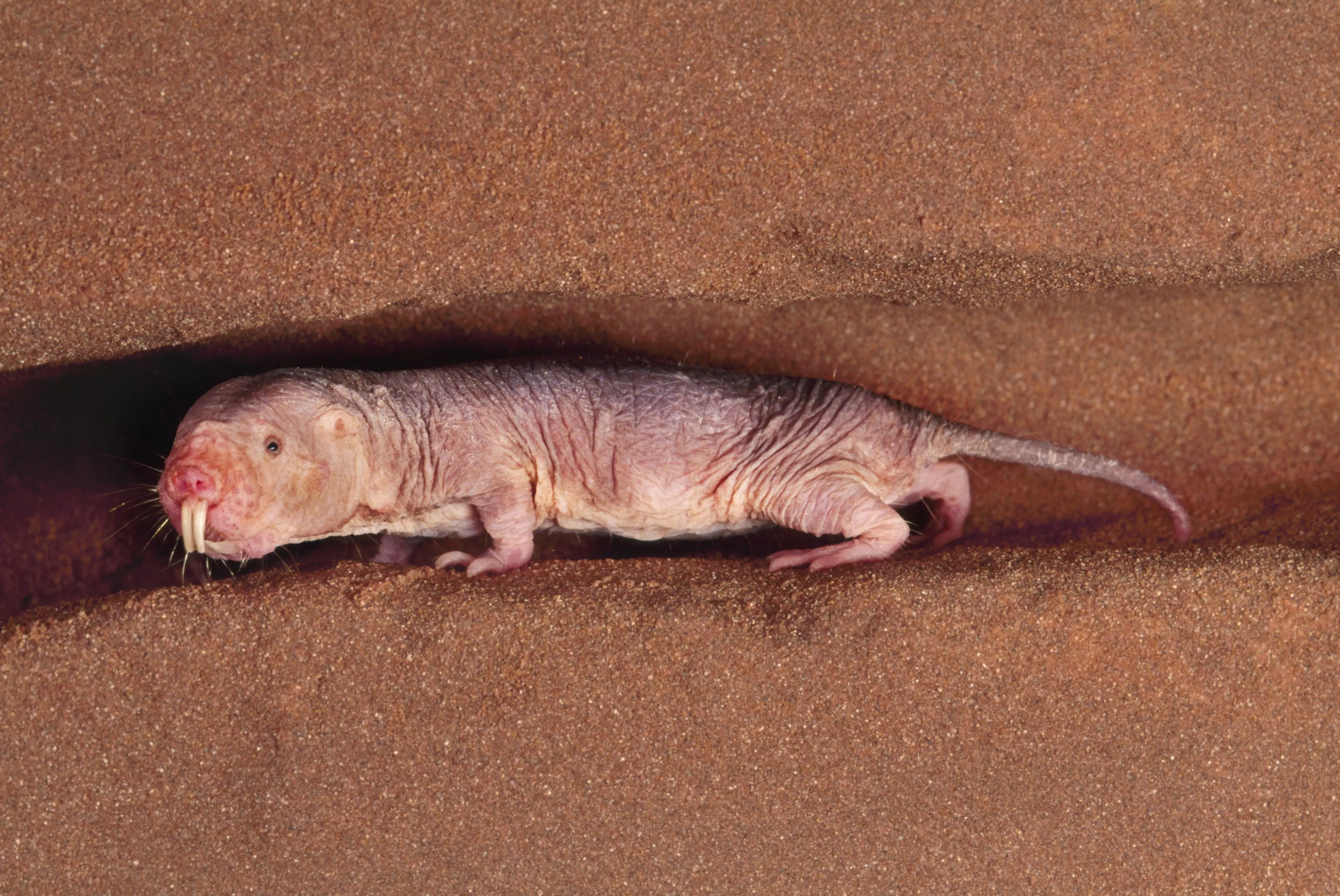 Furcsa tények a meztelen vakond patkányokról (Heterocephalus glaber)