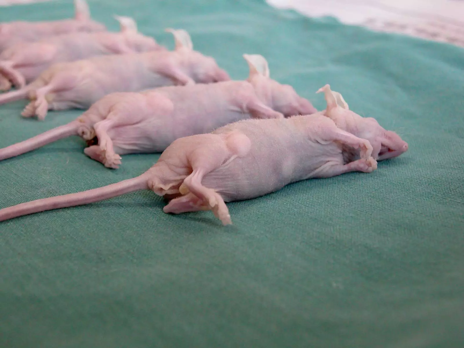 В отличие от голого землекопа голые мыши и другие грызуны подвержены опухолям.