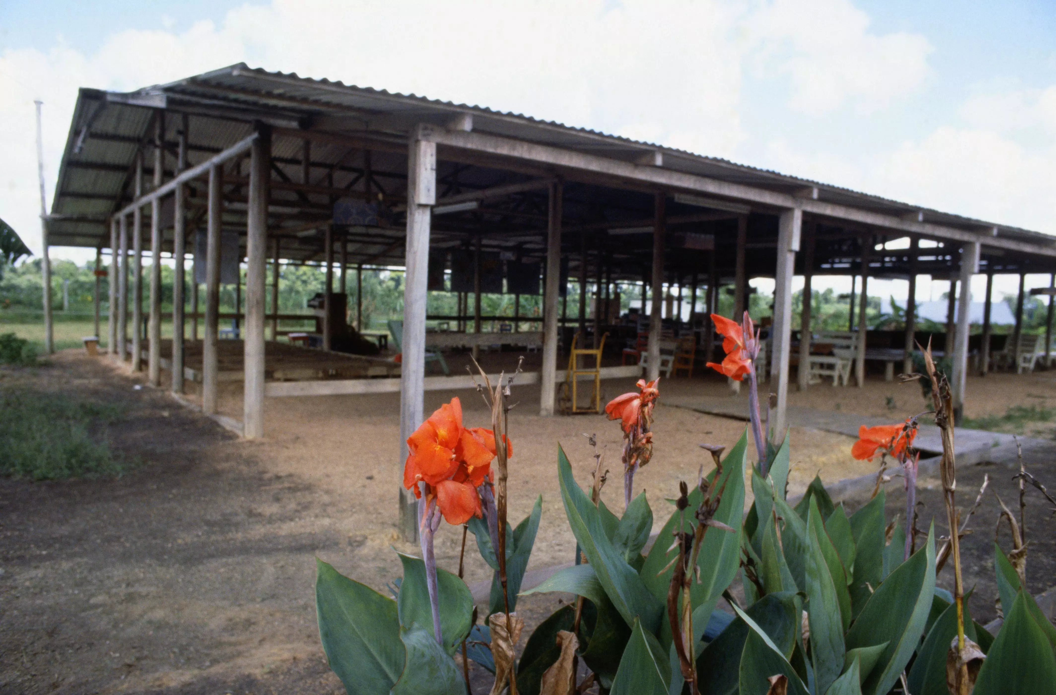 Floroj Kreskanta de forlasita Jonestown Pavilion.