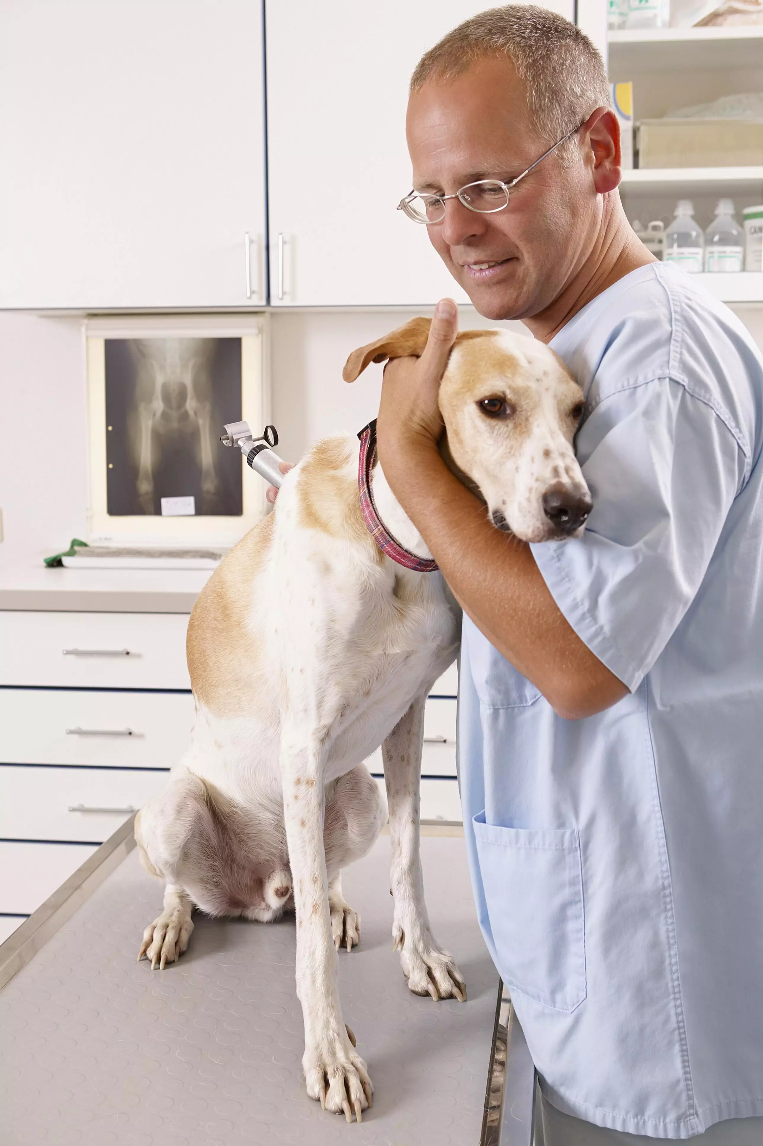 Een diploma scheikunde bereidt je voor om te slagen in de veterinaire school.