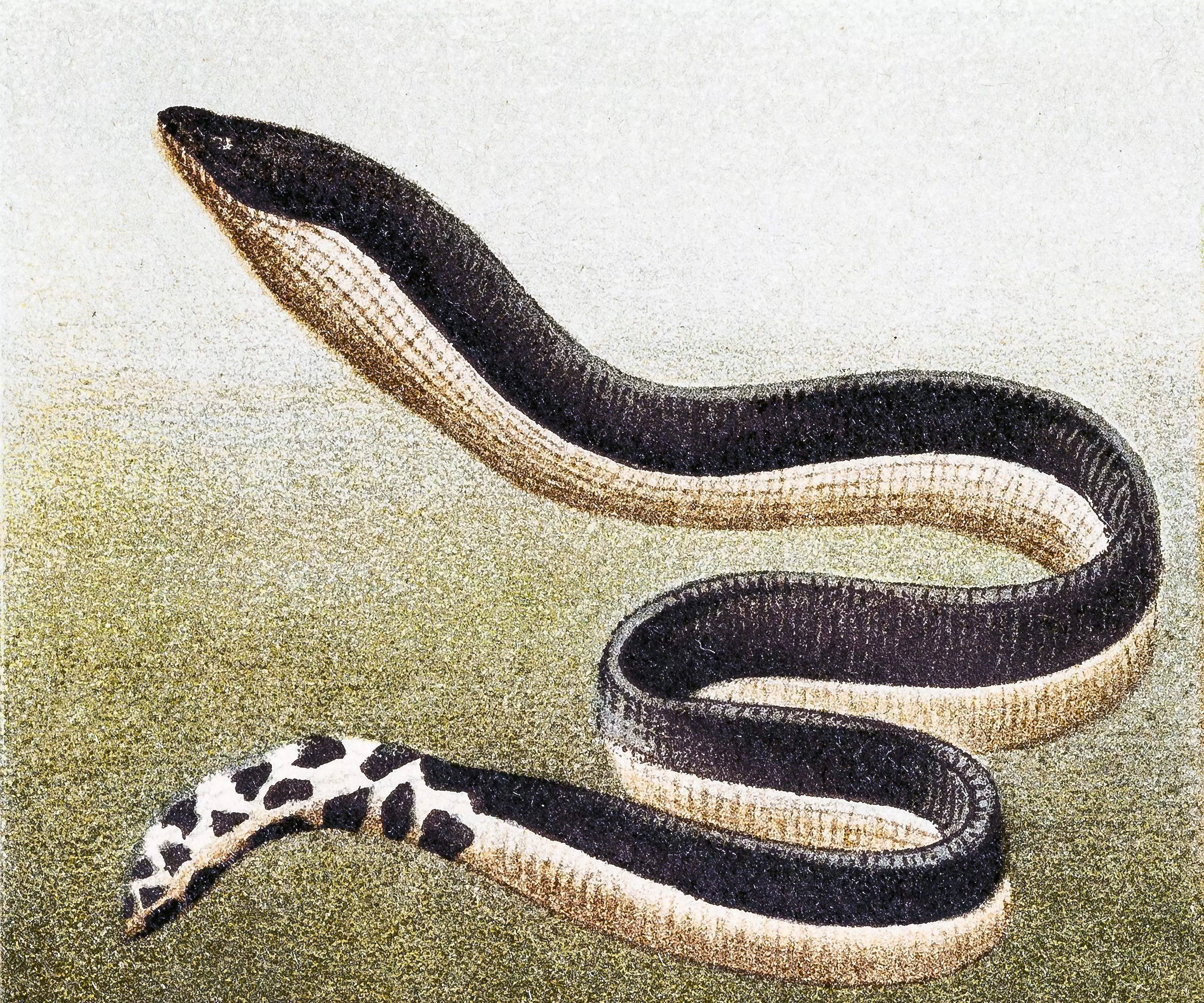 Geelpens seeslang (Hydrophis platurus), wat die liggaamsvorm van 'n ware seeslang illustreer.