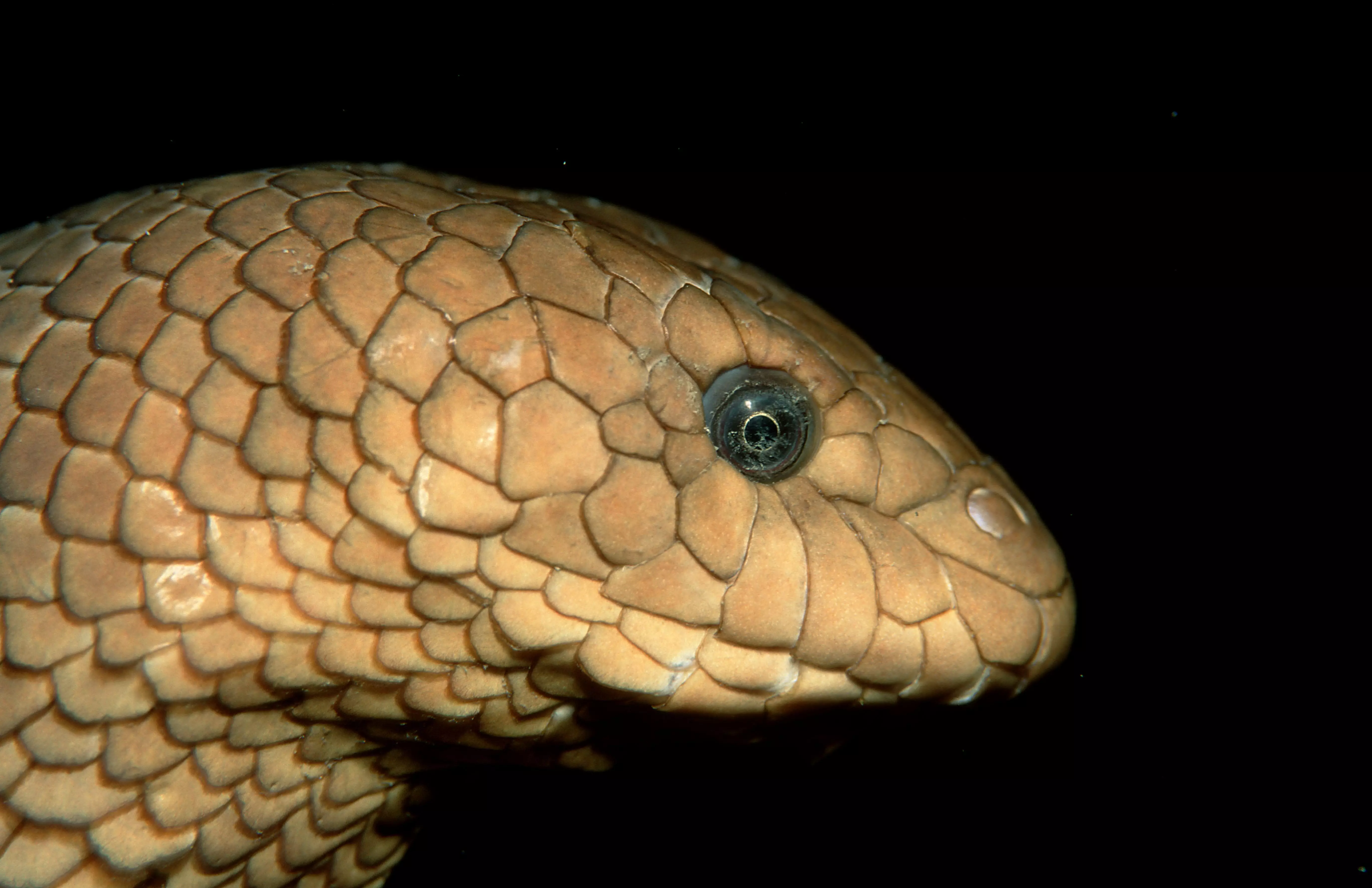 Noha ea Olive Sea, Hydrophiidae, Pacific Ocean, Papua New Guinea