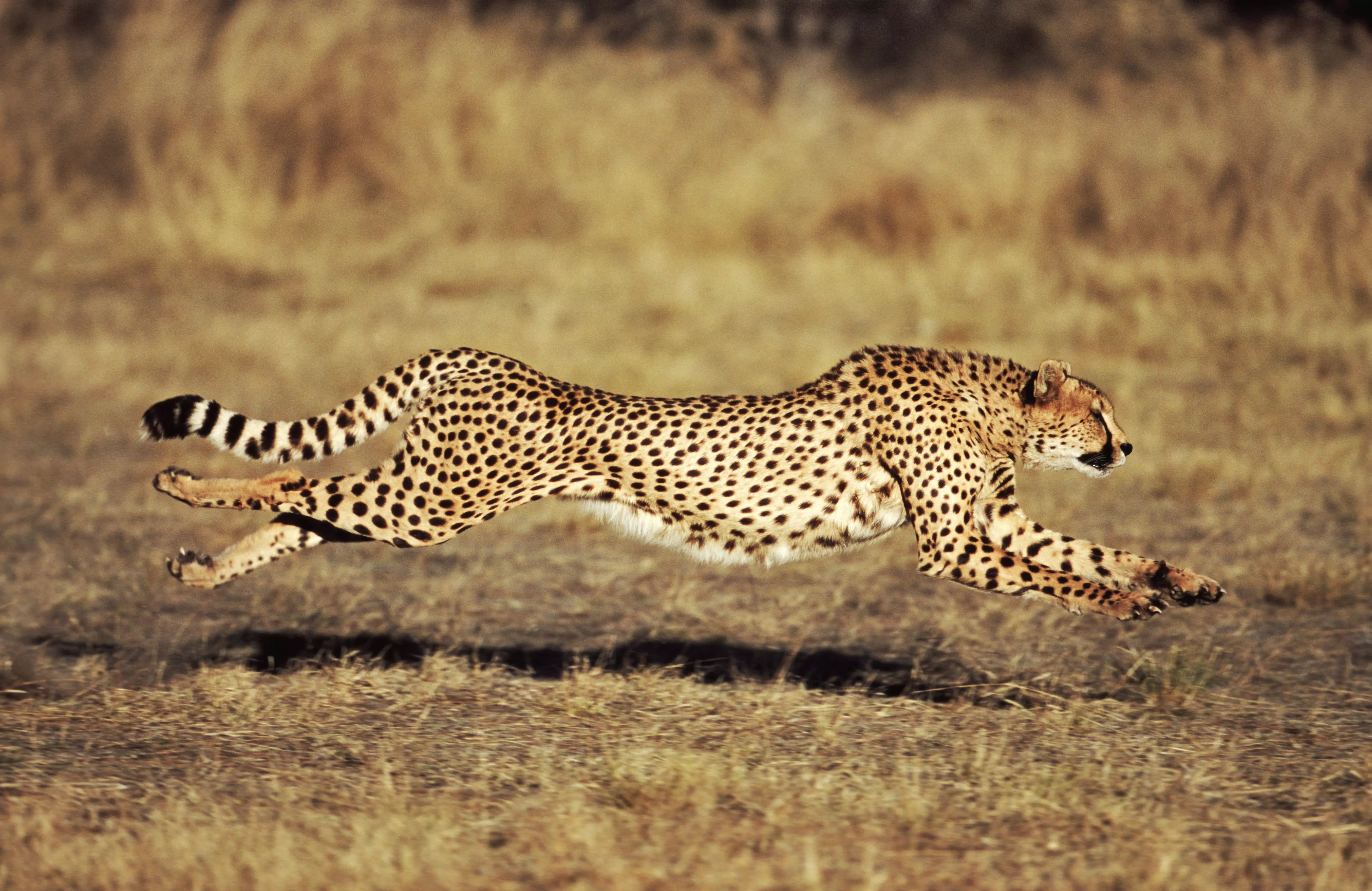 Як хутка можа бегаць гепард?